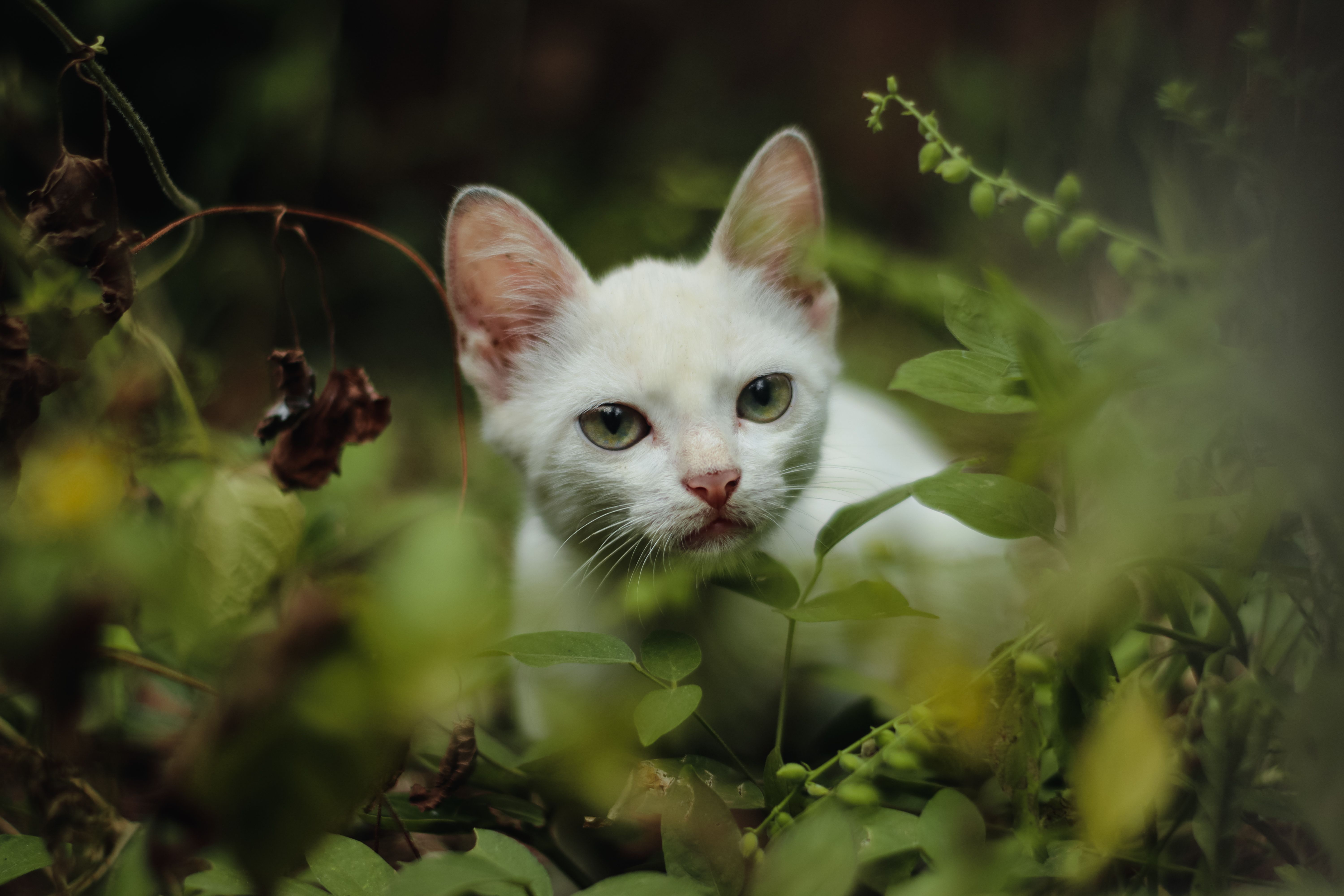 A white cat in the woods with green leaves · Free Stock Photo