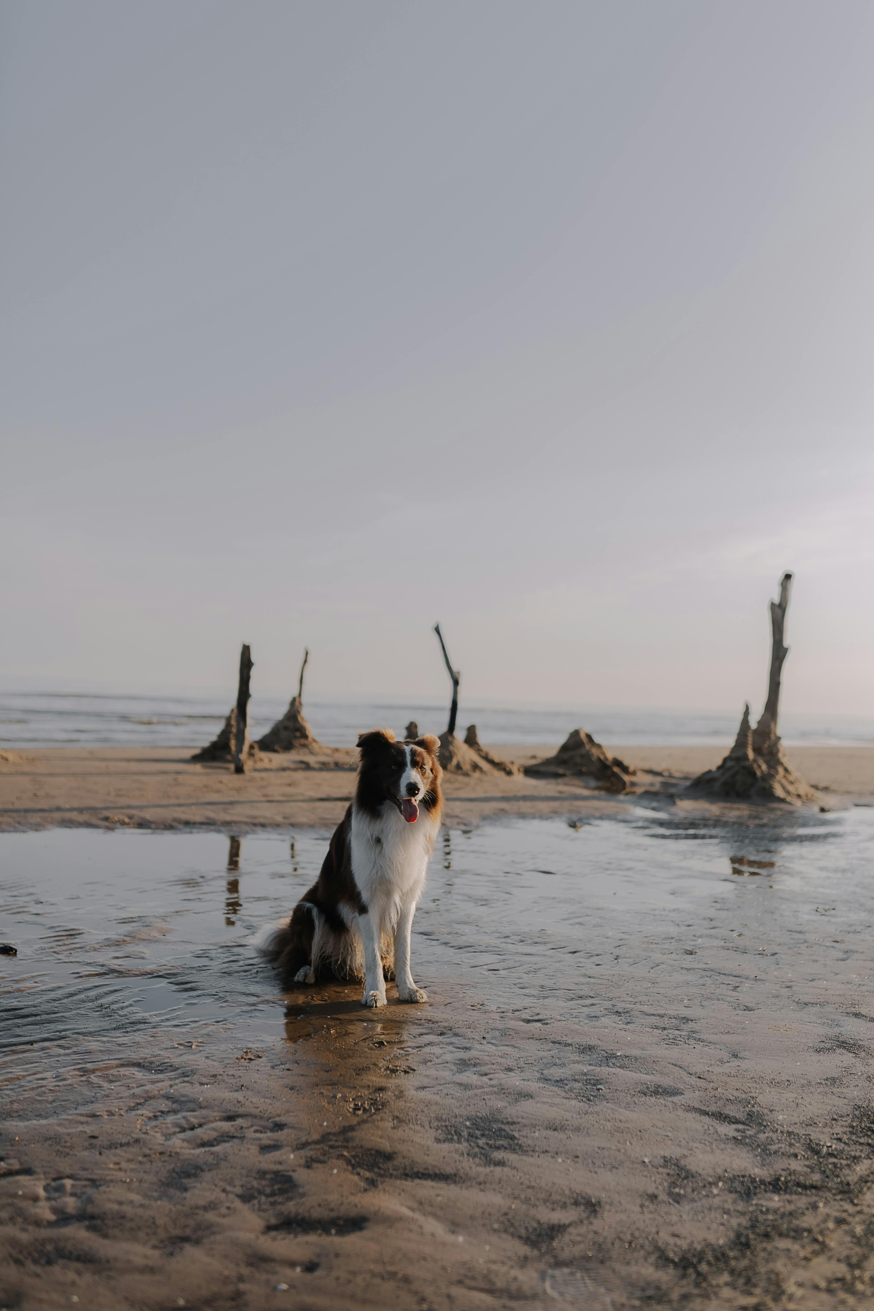 Puddle Dog Photos, Download The BEST Free Puddle Dog Stock Photos & HD ...