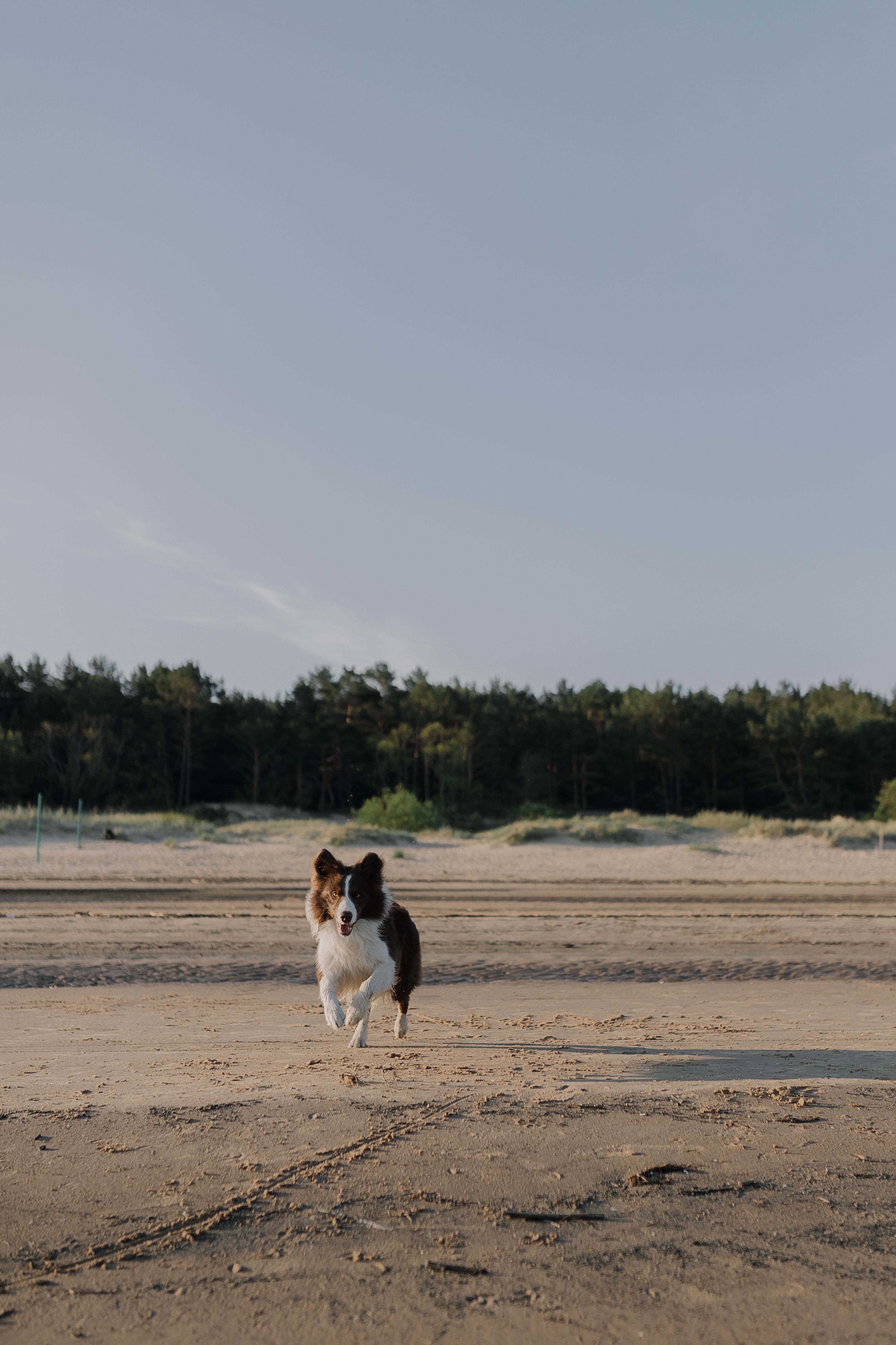 Dog Sprinting Photos, Download The BEST Free Dog Sprinting Stock Photos ...