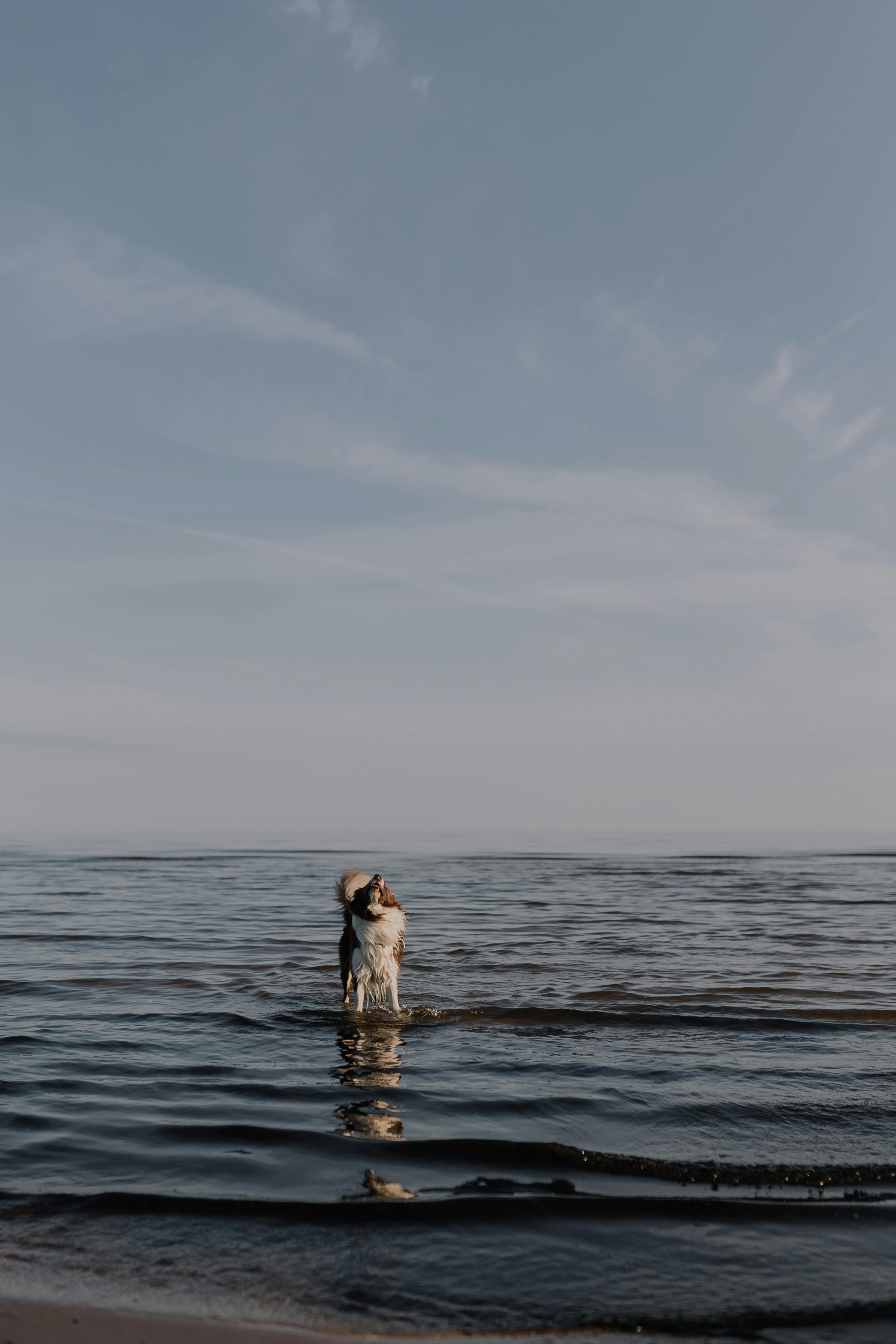 Dog Scrape Photos, Download The BEST Free Dog Scrape Stock Photos & HD ...