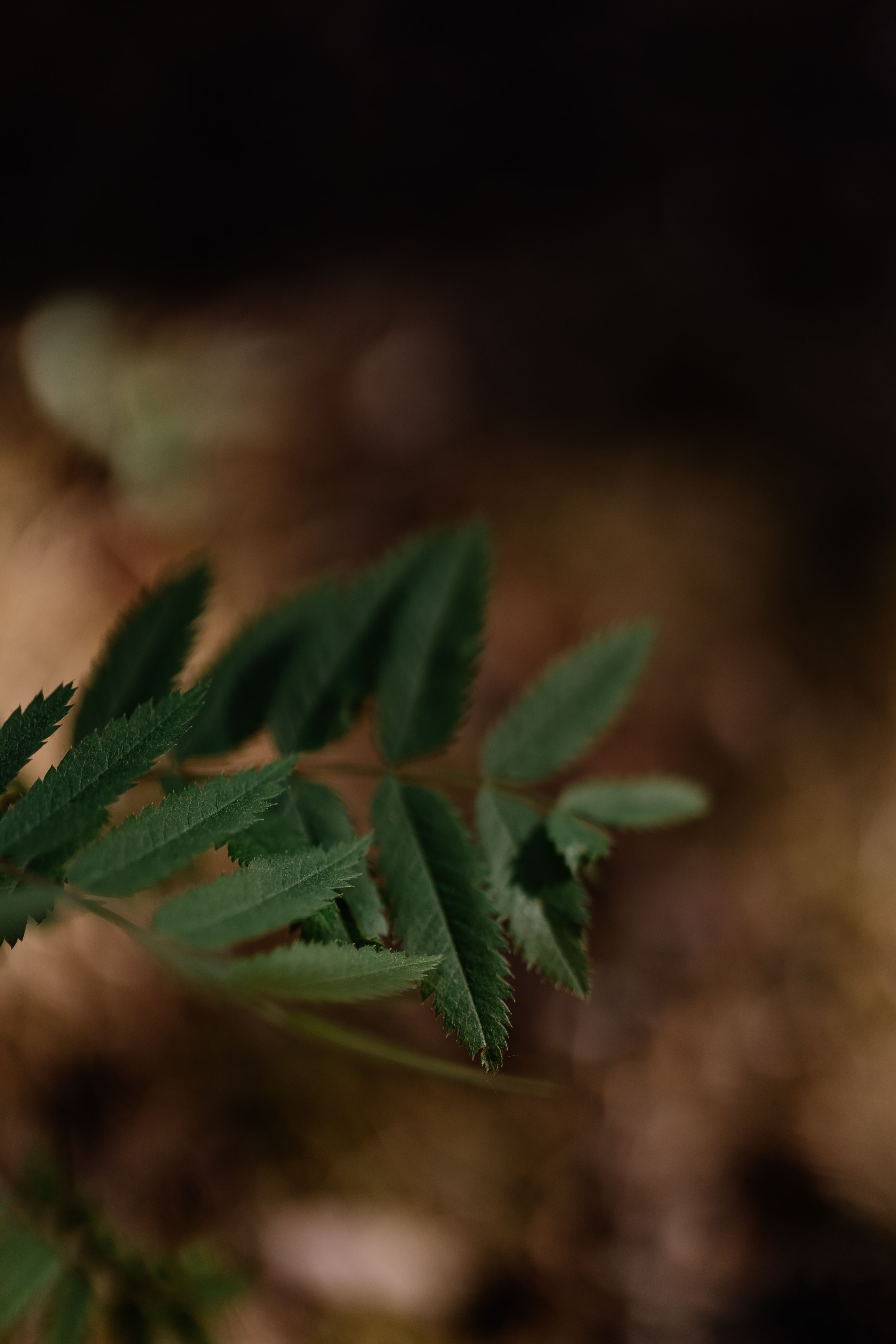 Close-up of Green Leaves of a Shrub · Free Stock Photo