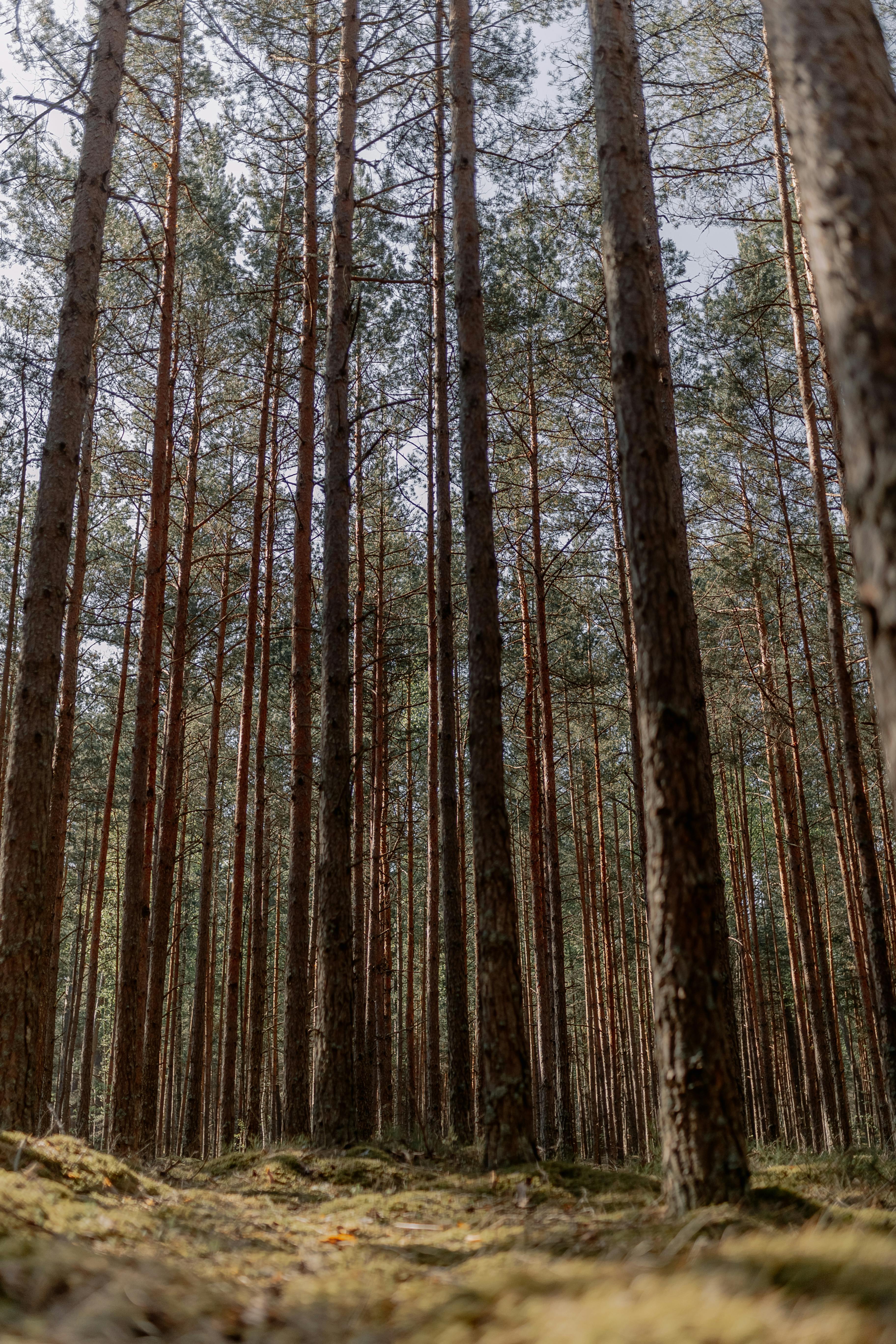 Low Angle Shot of Trees in the Forest · Free Stock Photo