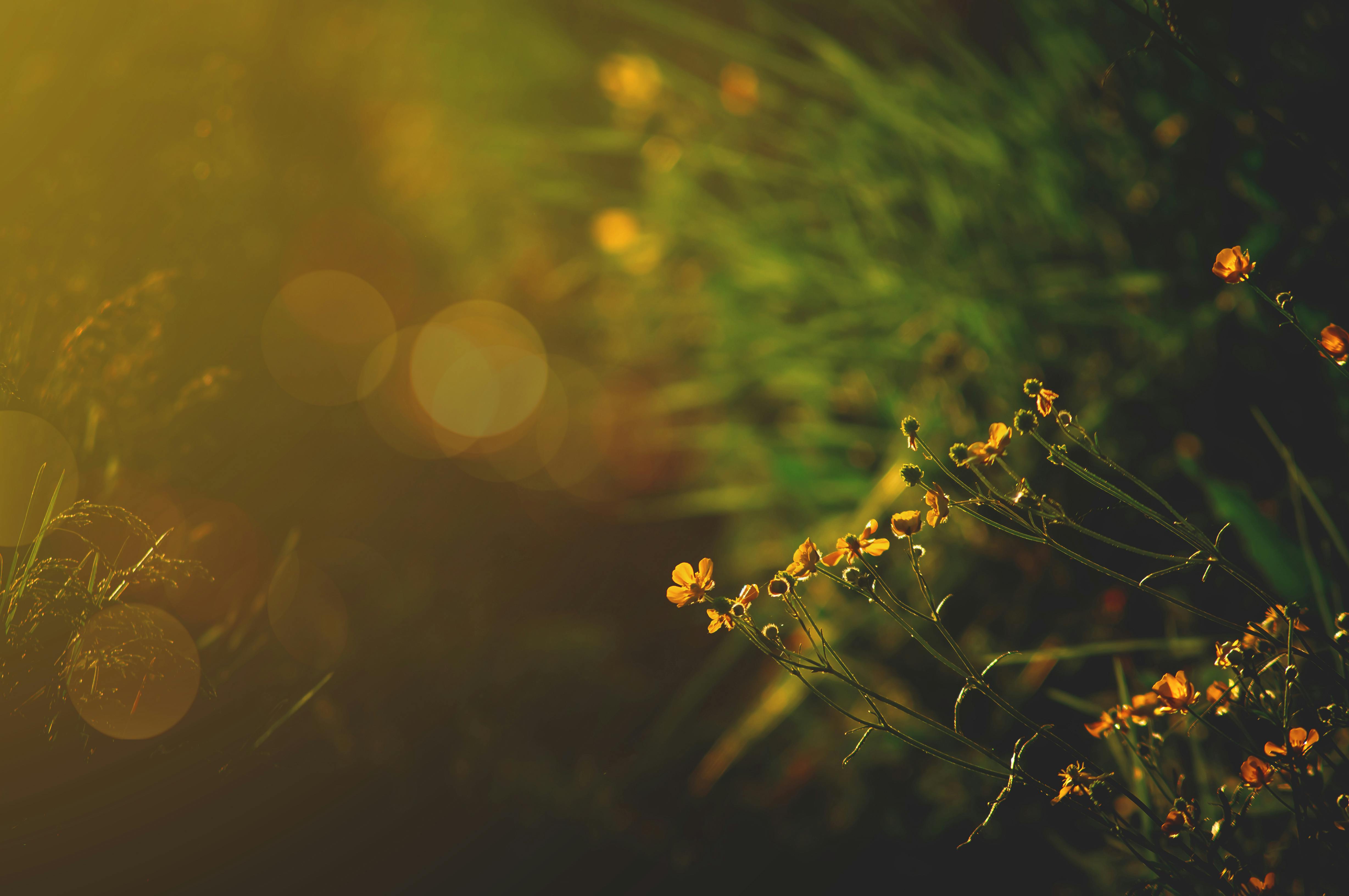 Close up of Thin Flowers · Free Stock Photo