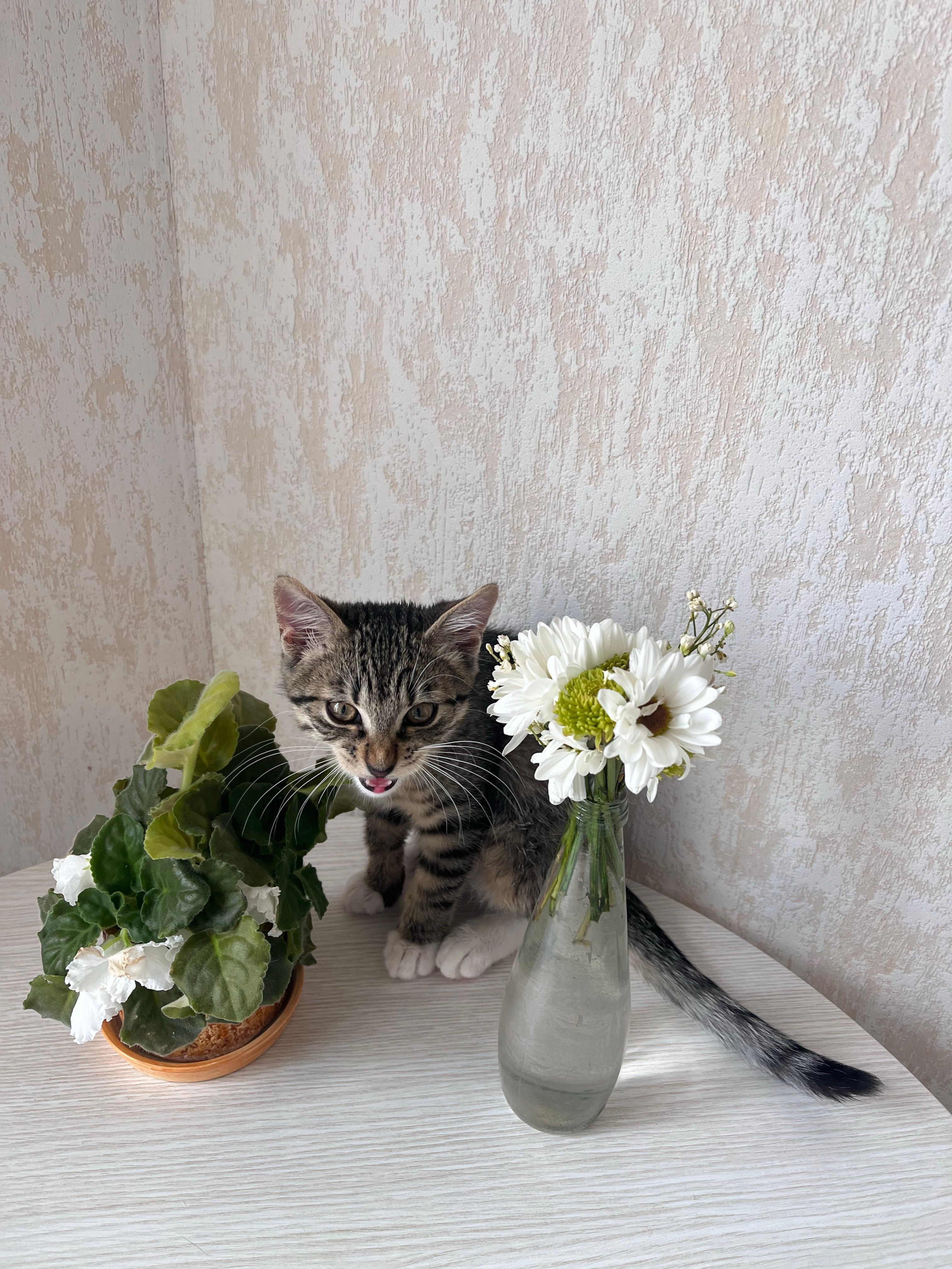 Cat Sitting between Plants · Free Stock Photo