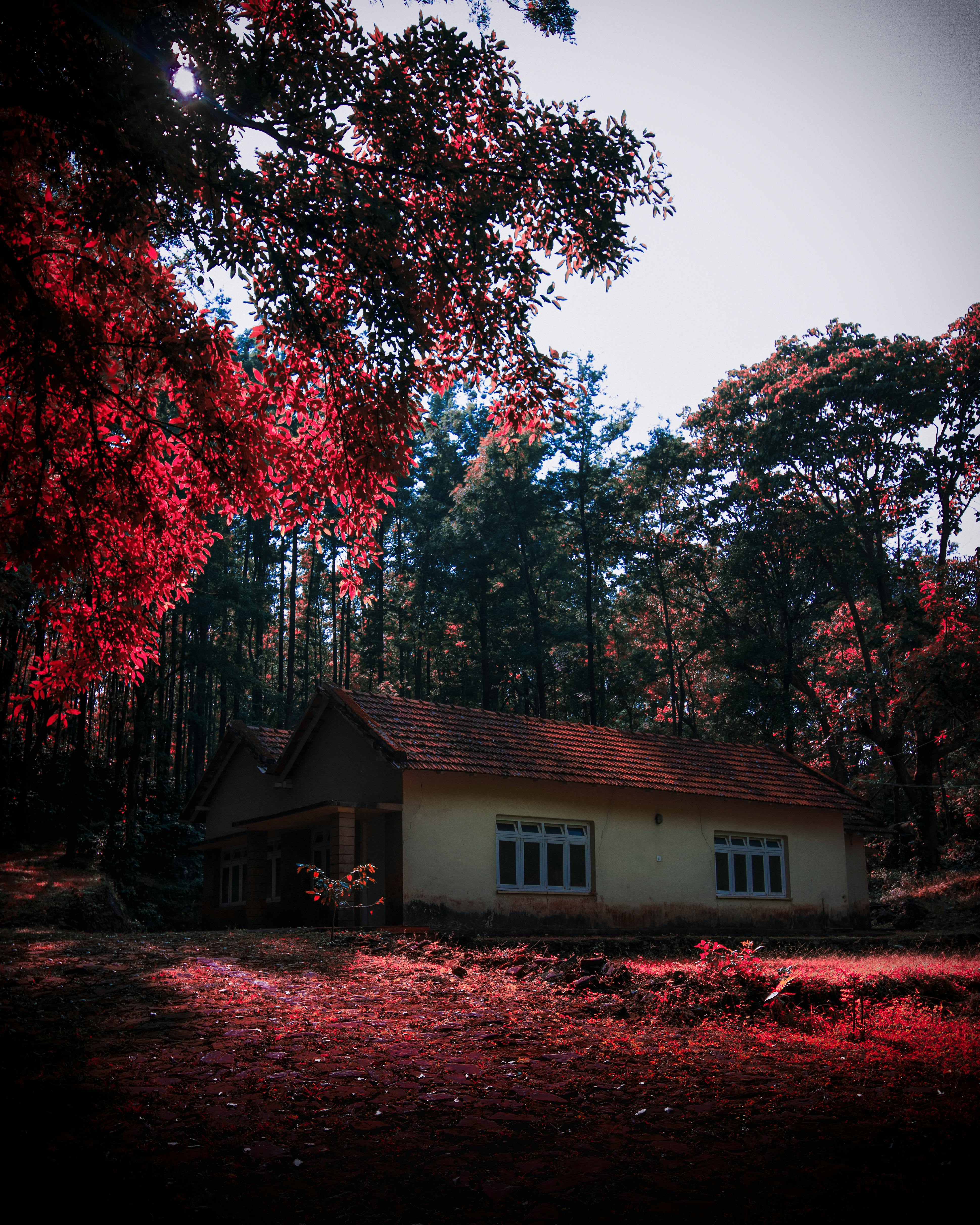House Near Forest · Free Stock Photo