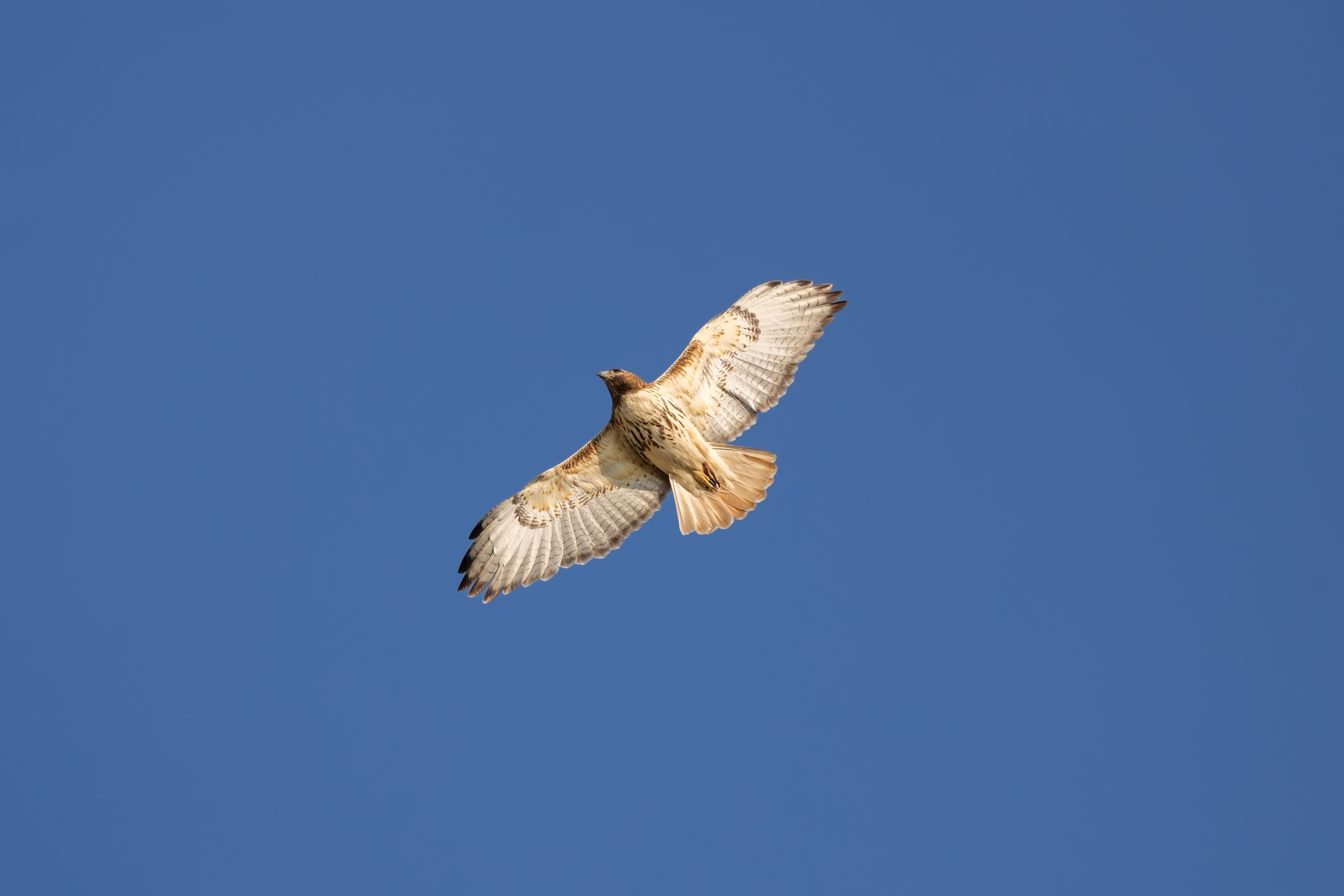 Fly Eagle Wallpaper Photos, Download The BEST Free Fly Eagle Wallpaper ...