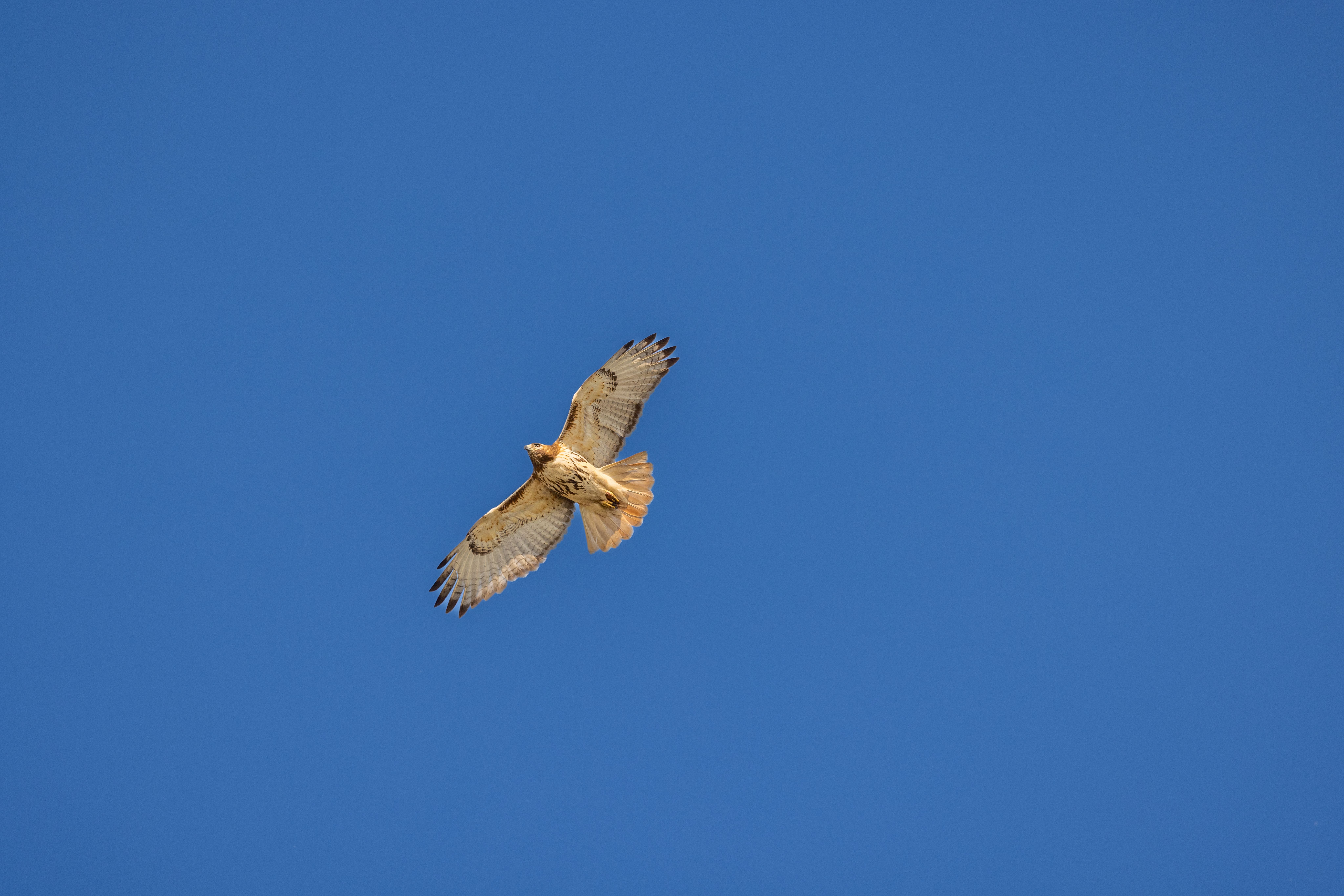 Blue Hawks Photos, Download The BEST Free Blue Hawks Stock Photos & HD ...