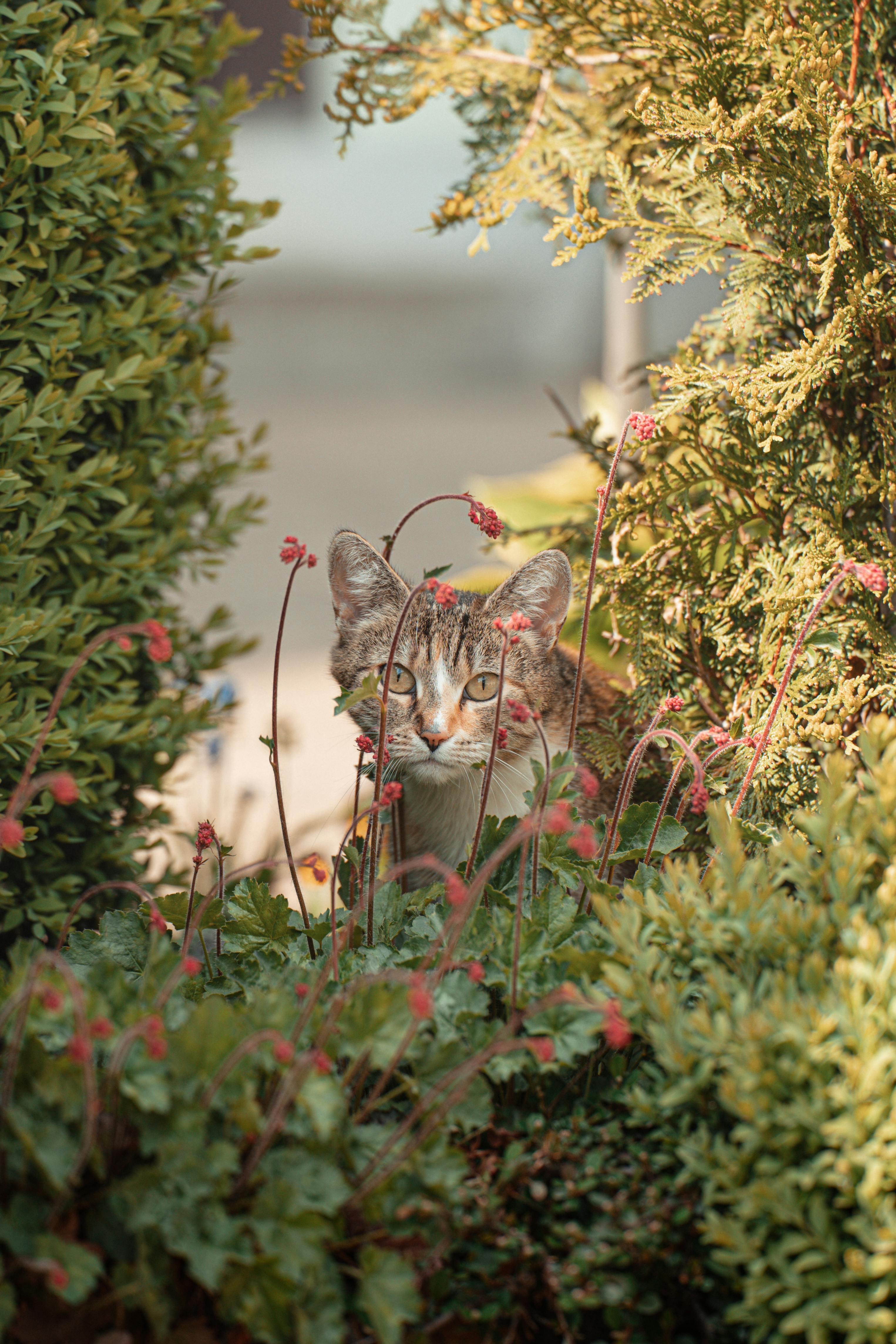 Cat among Bushes · Free Stock Photo
