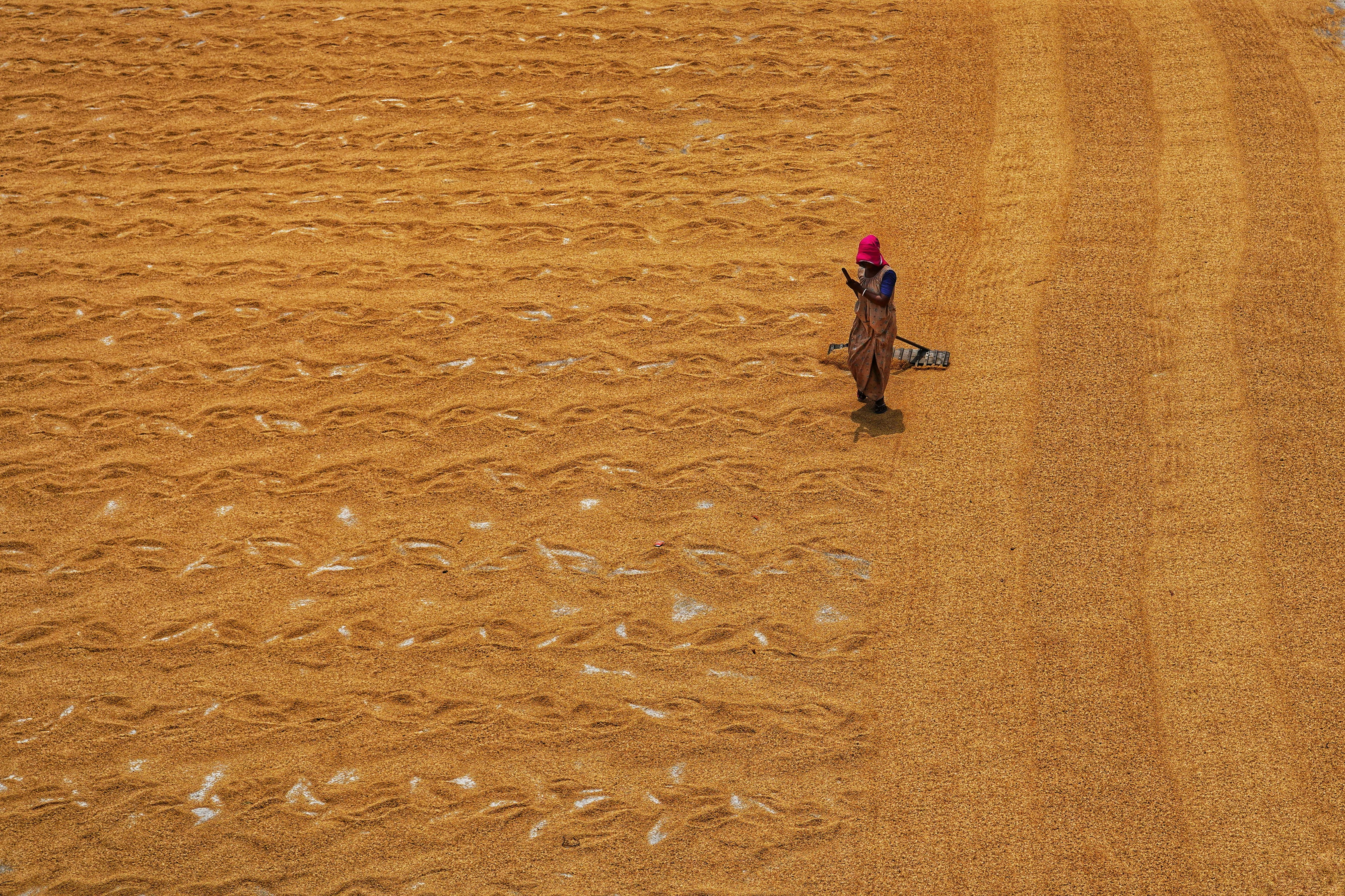 Man with Rake on Drying Grain · Free Stock Photo