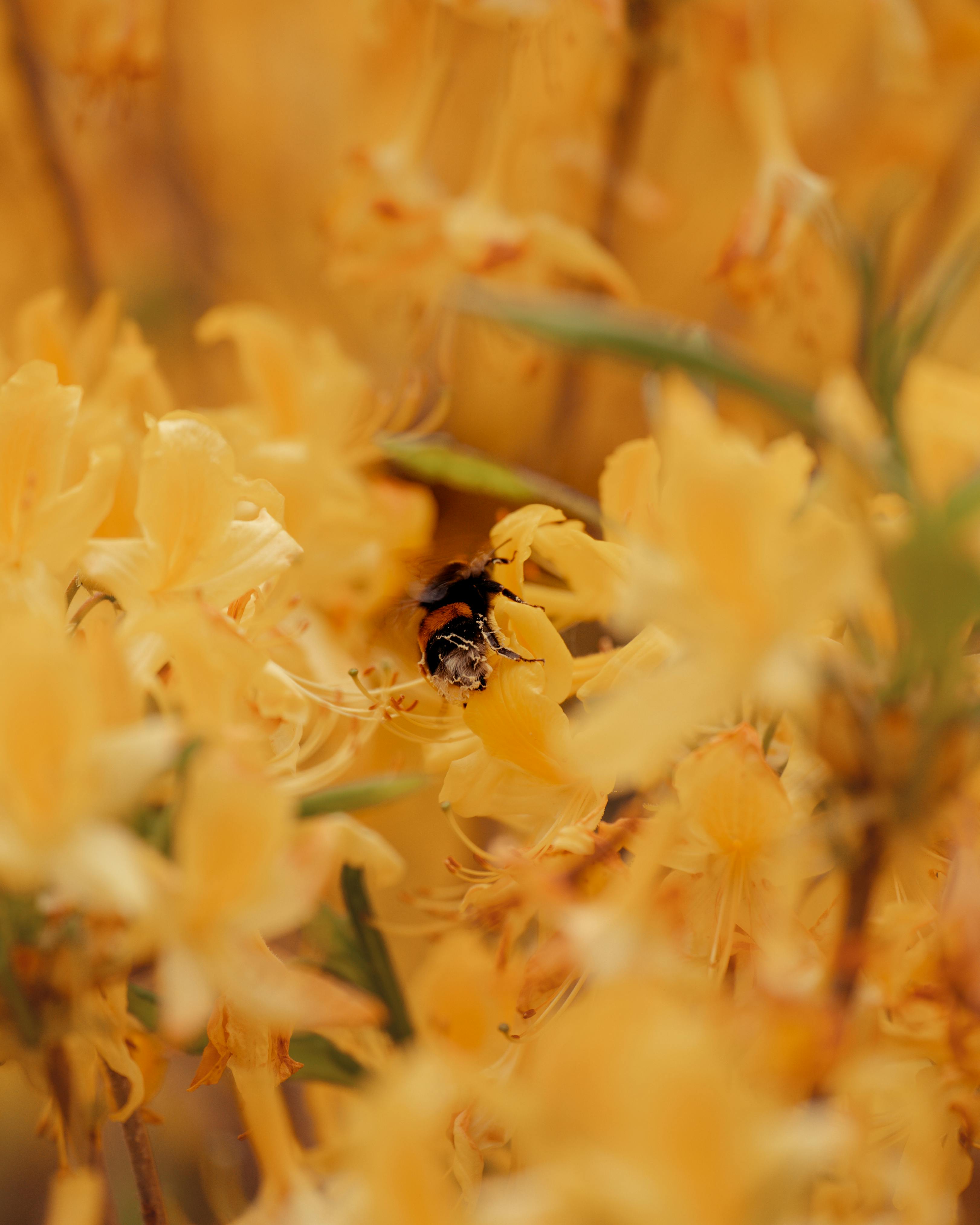 Bee Among Yellow Flowers · Free Stock Photo