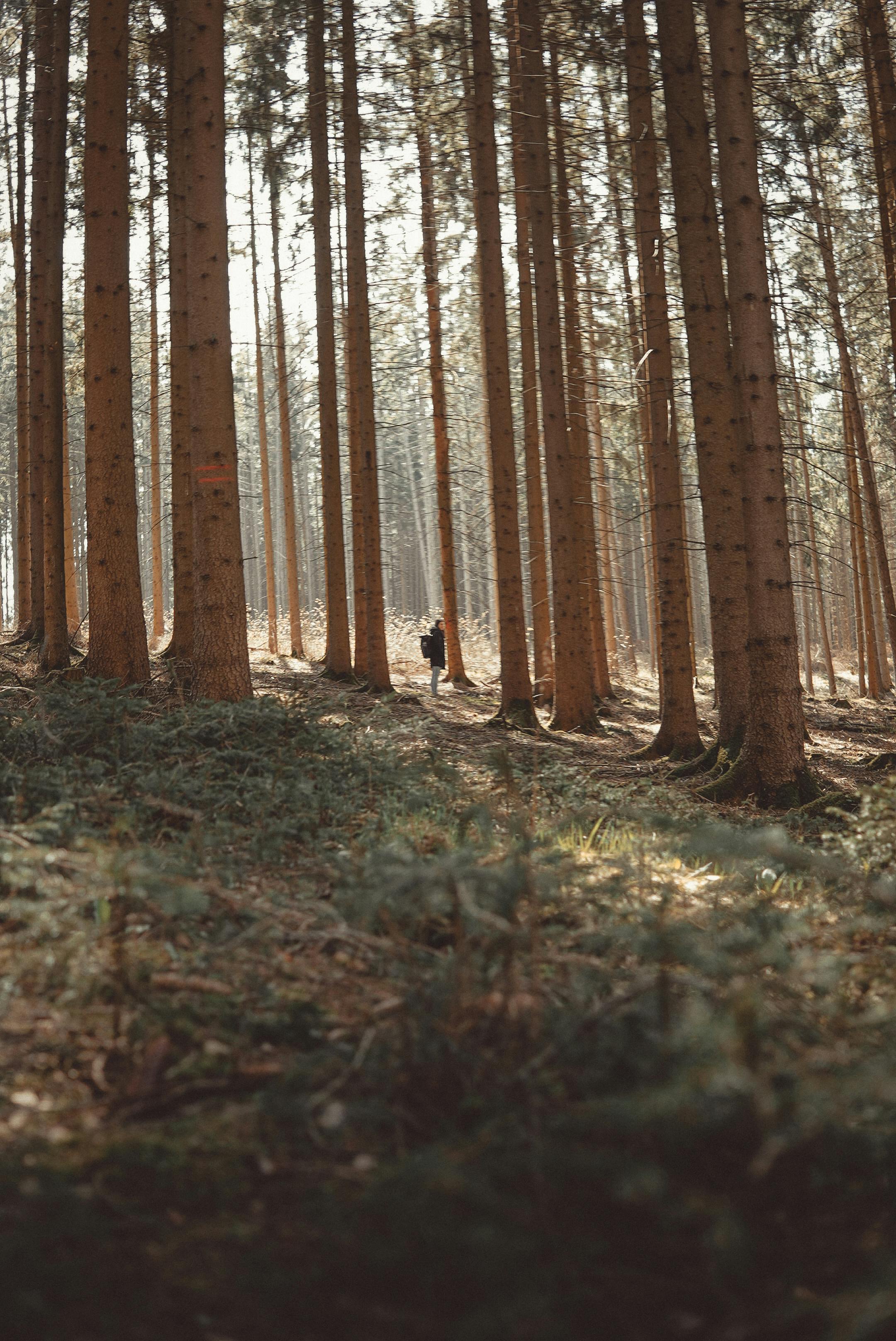 Person Standing in Forest · Free Stock Photo