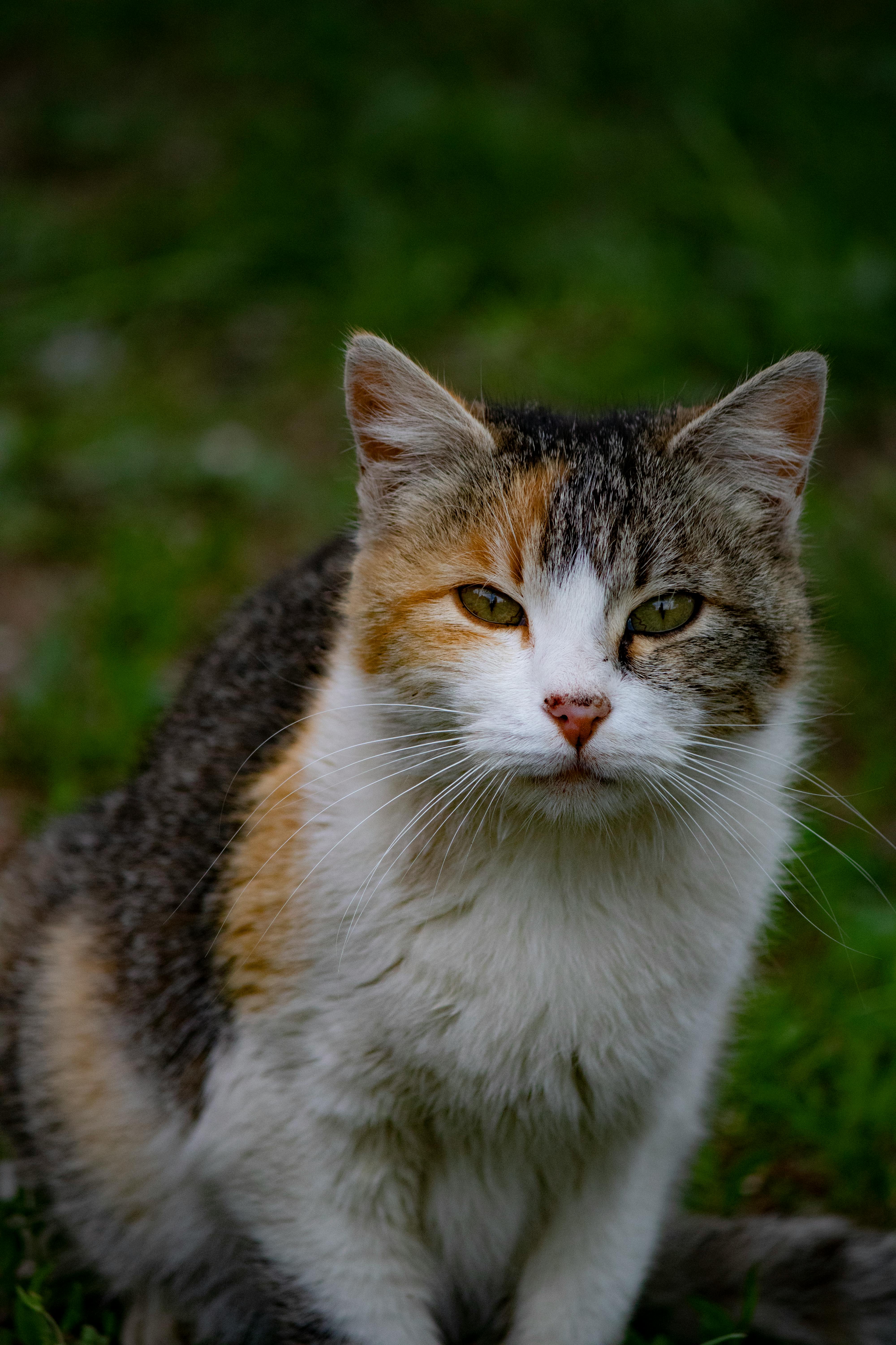 Focus Photo of Calico Cat · Free Stock Photo