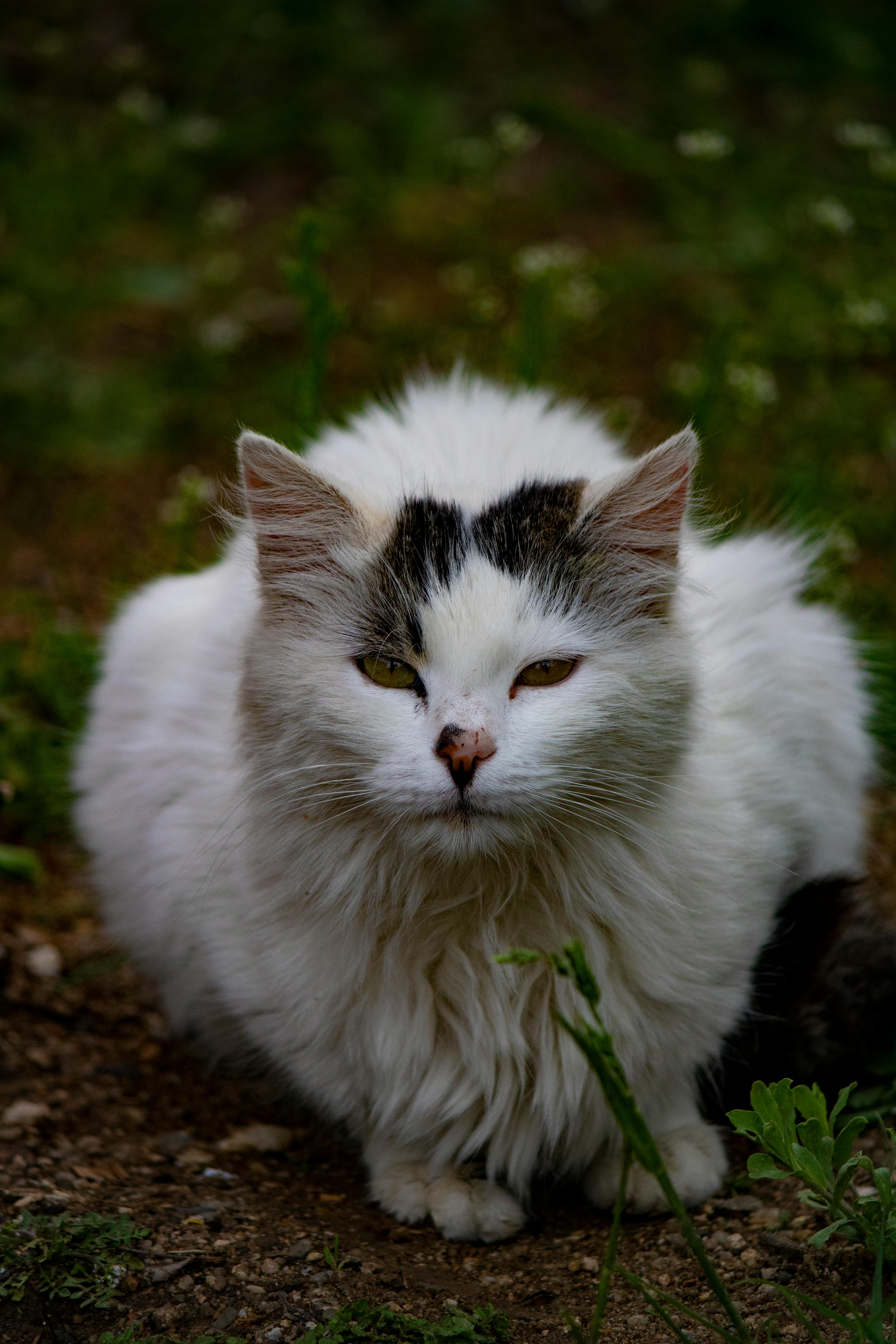 Close up of Cat on Ground · Free Stock Photo