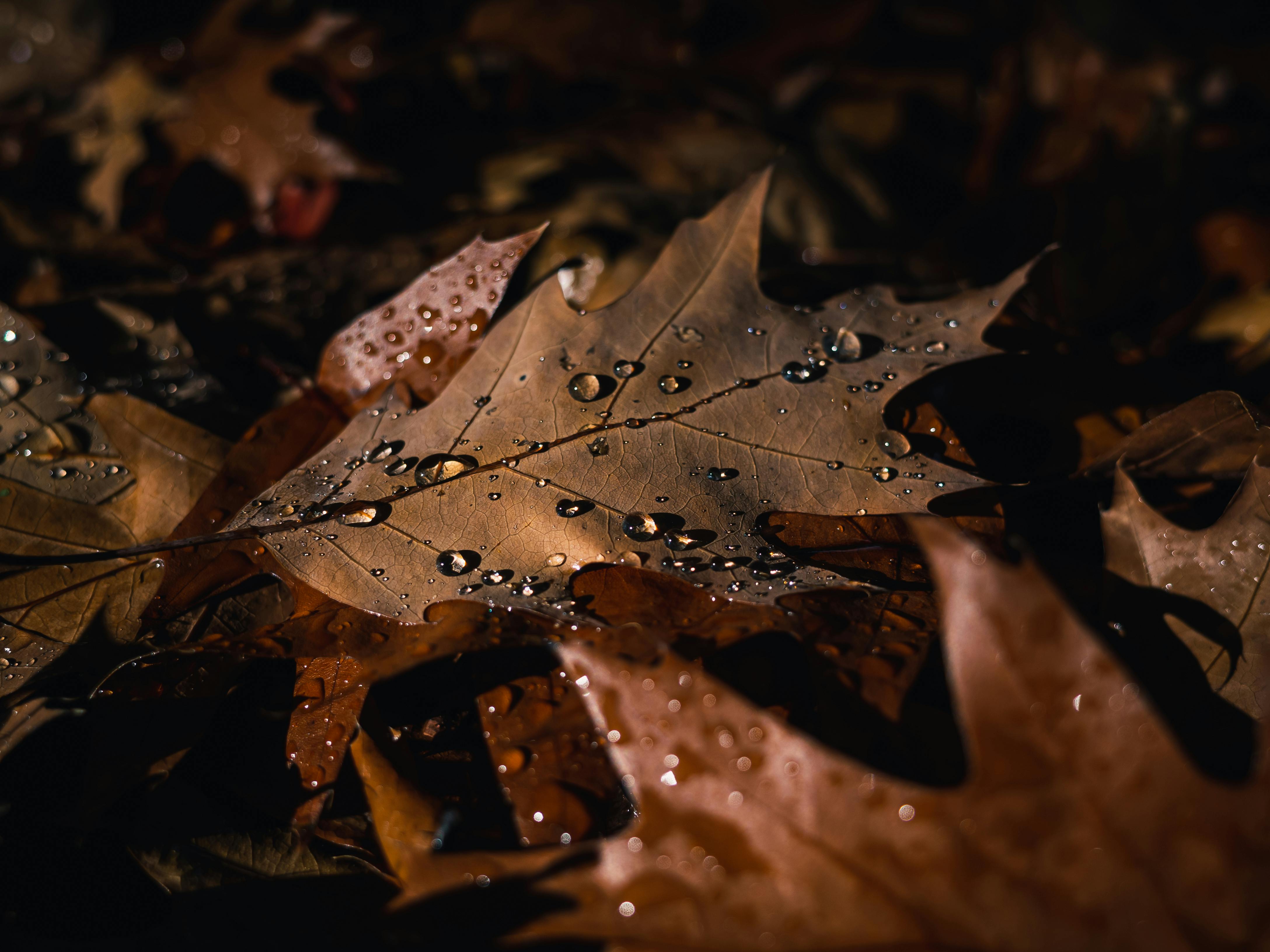 Raindrops Falling Down from Leaves · Free Stock Photo