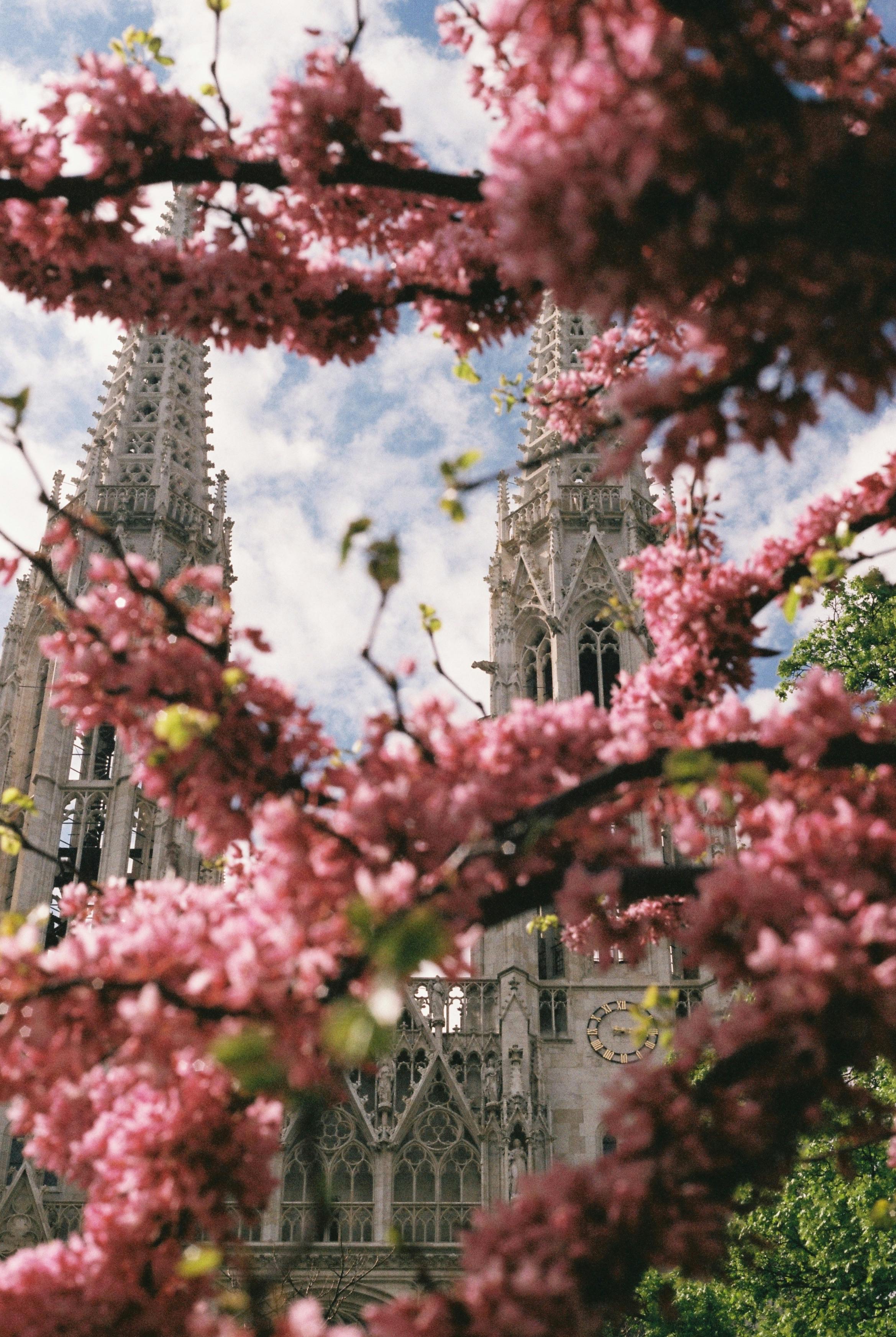 Pink Flowers on a Tree in Front of a Church in France · Free Stock Photo