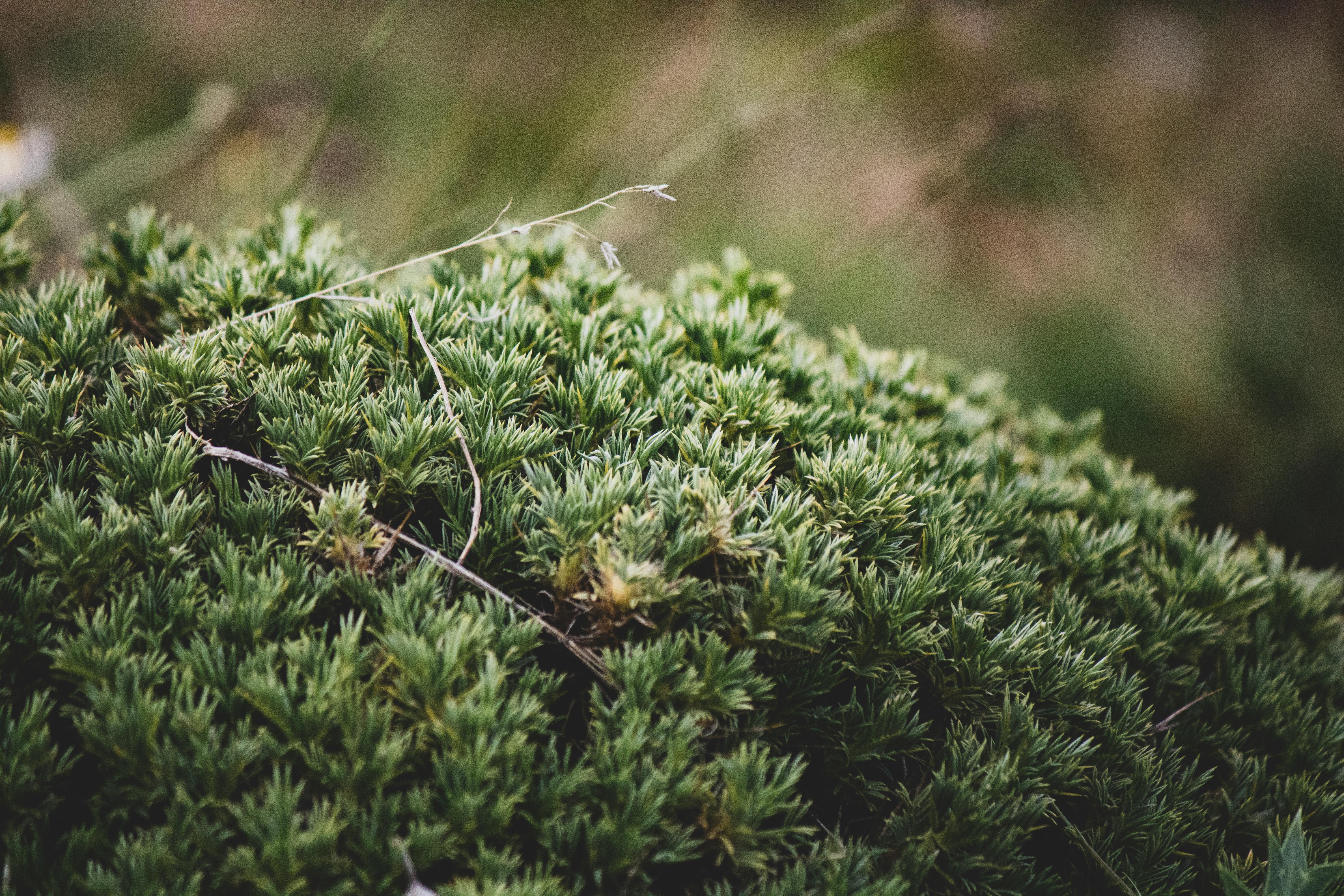 Dawsonia Photos, Download The BEST Free Dawsonia Stock Photos & HD Images