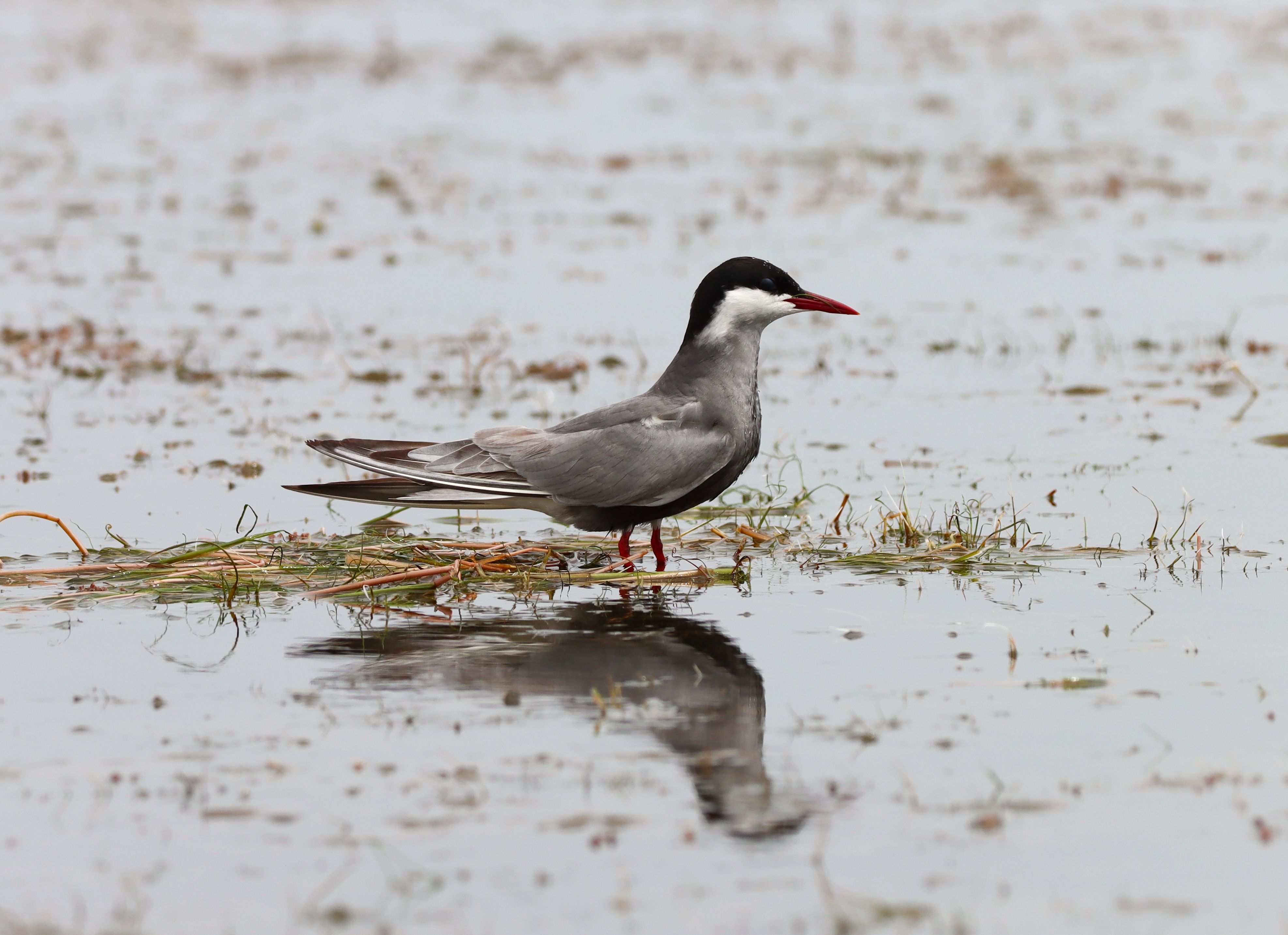 Terns Bird in a Lake · Free Stock Photo