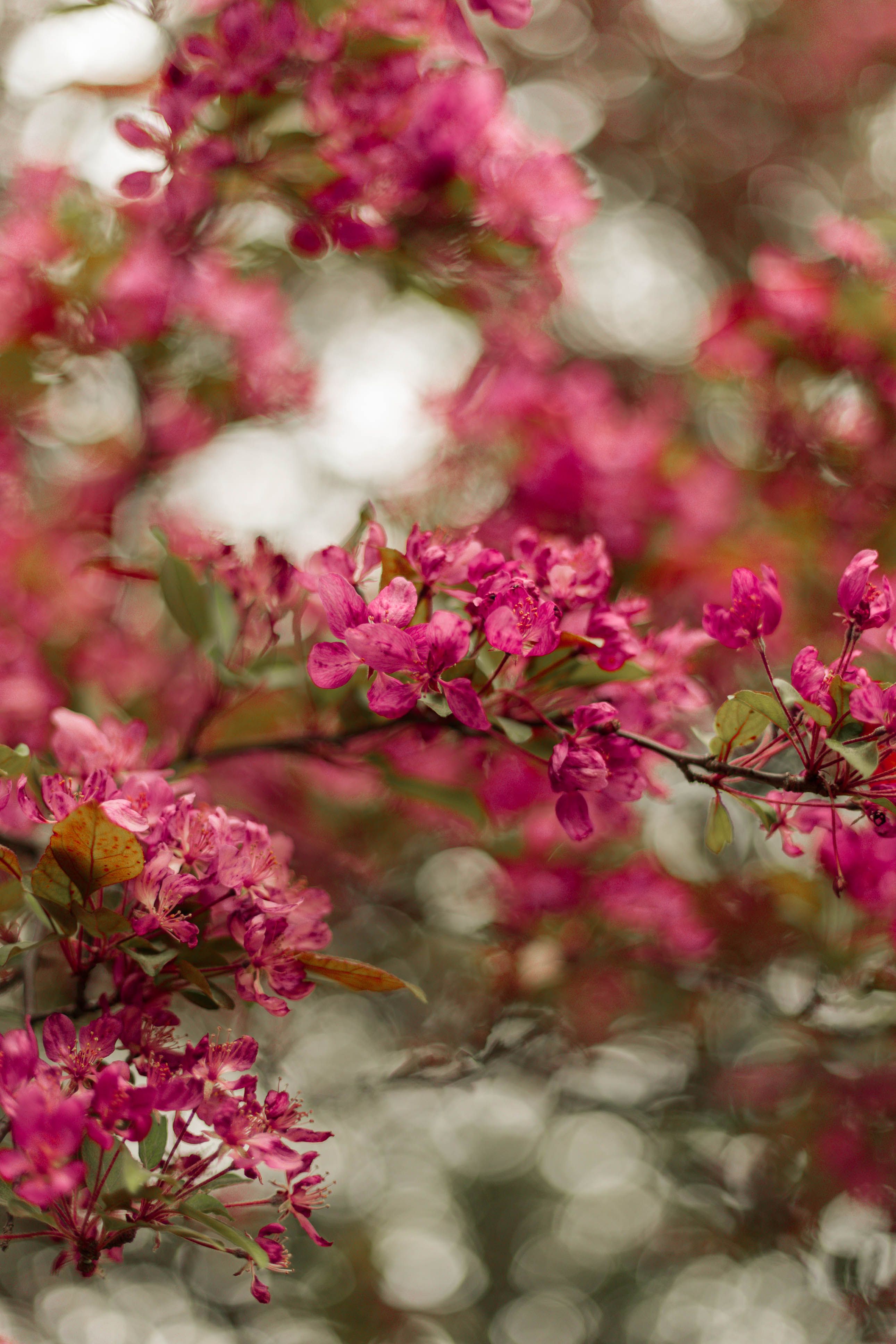 Blossoming Tree Branch · Free Stock Photo
