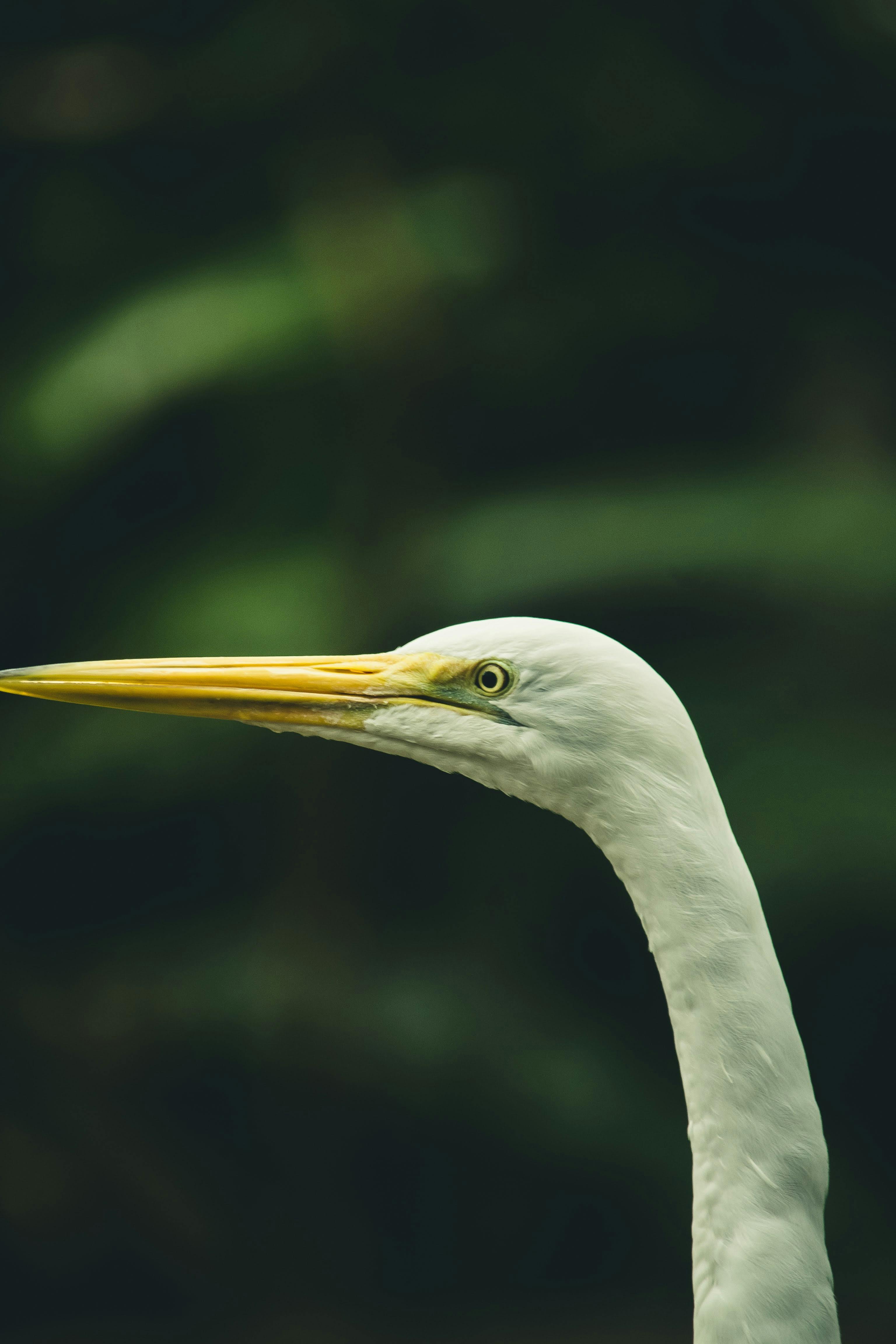 Close up of Egret Head · Free Stock Photo