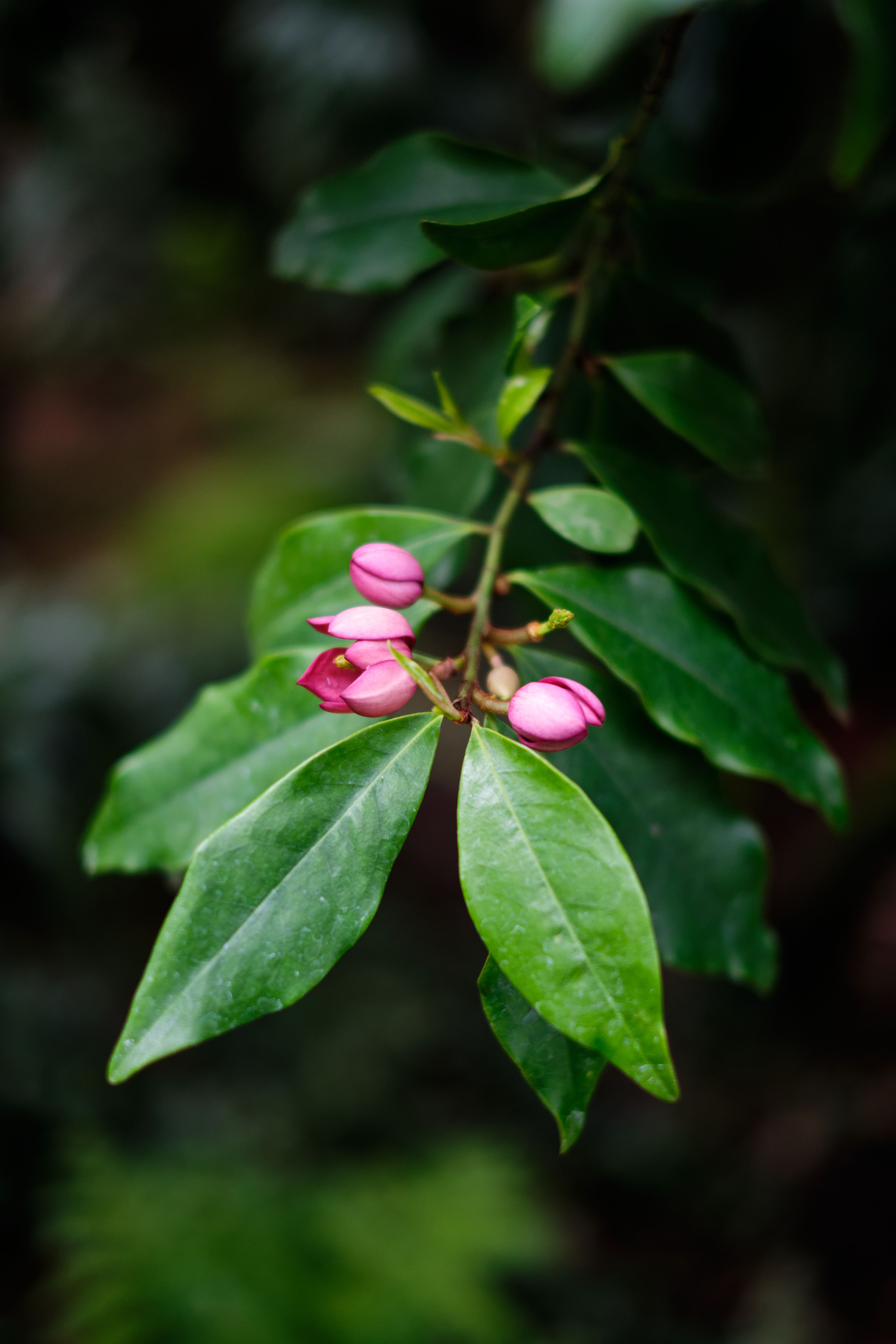 Blossoming Jet Berry Tree · Free Stock Photo
