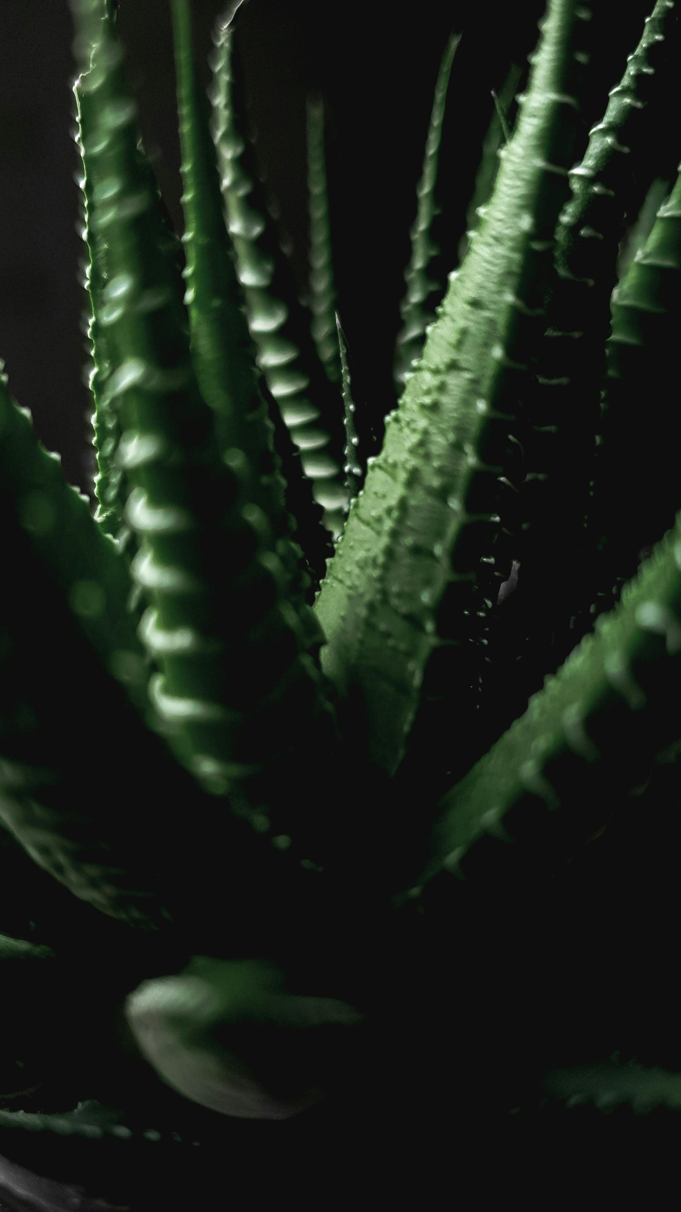 Thay M. Bandeira - 사진