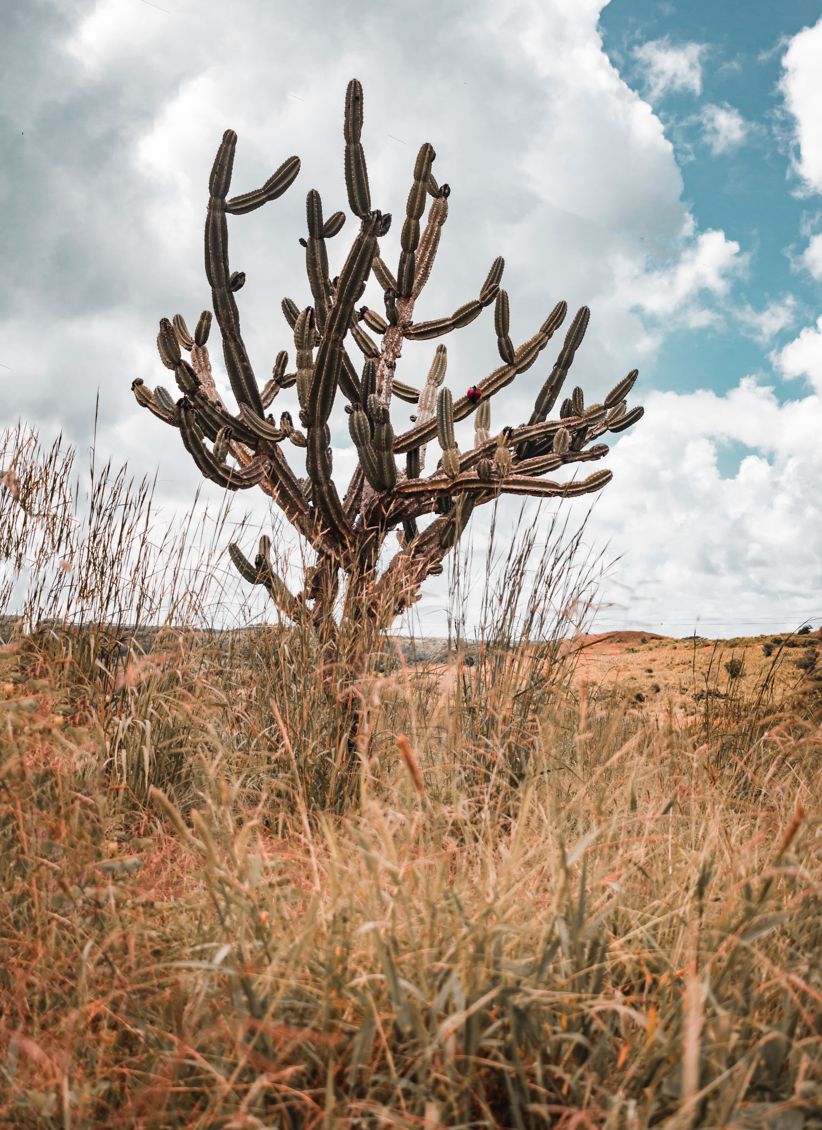 Marcelo Moreira - Photography