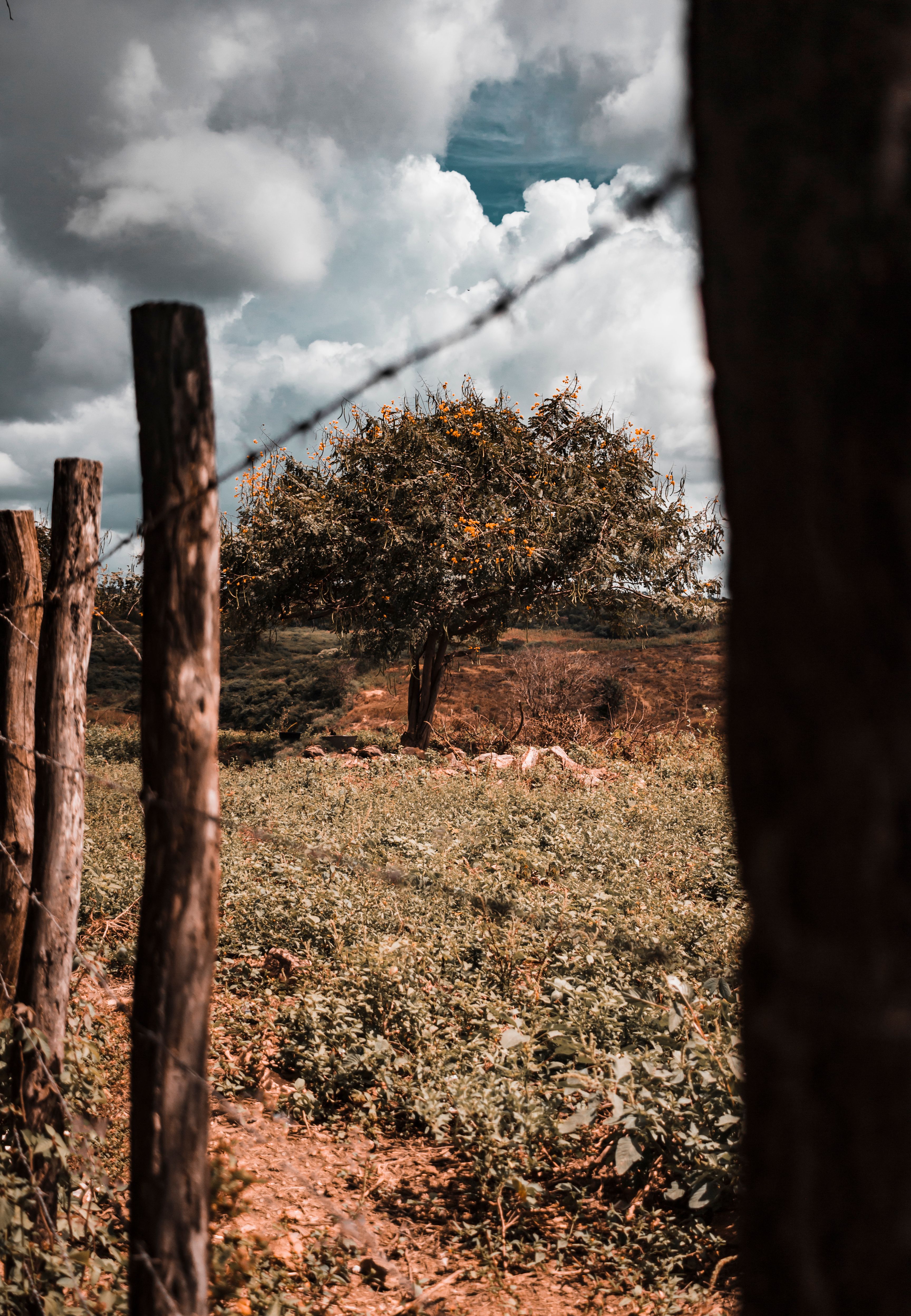 Marcelo Moreira - Photography