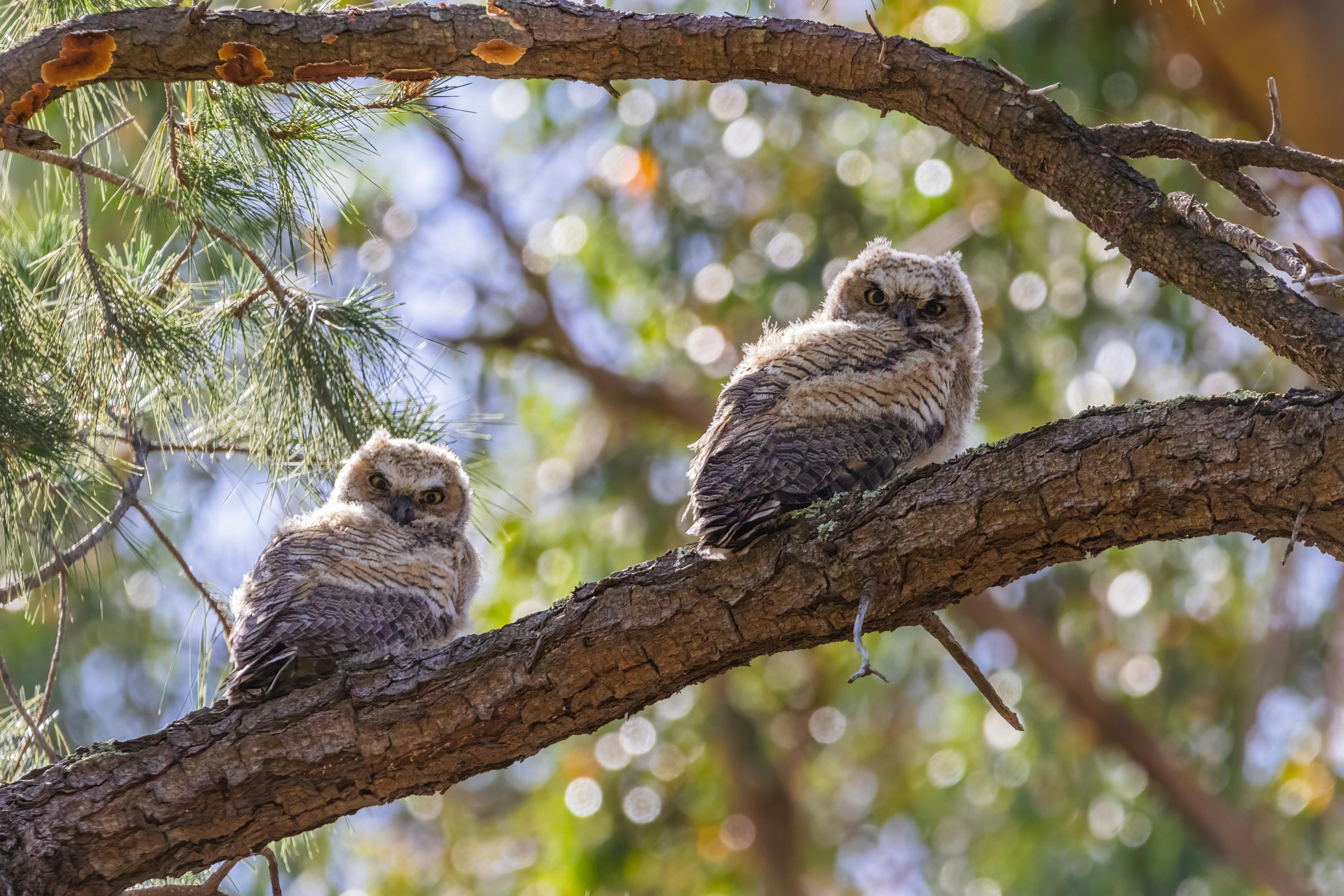 Owls on Tree · Free Stock Photo