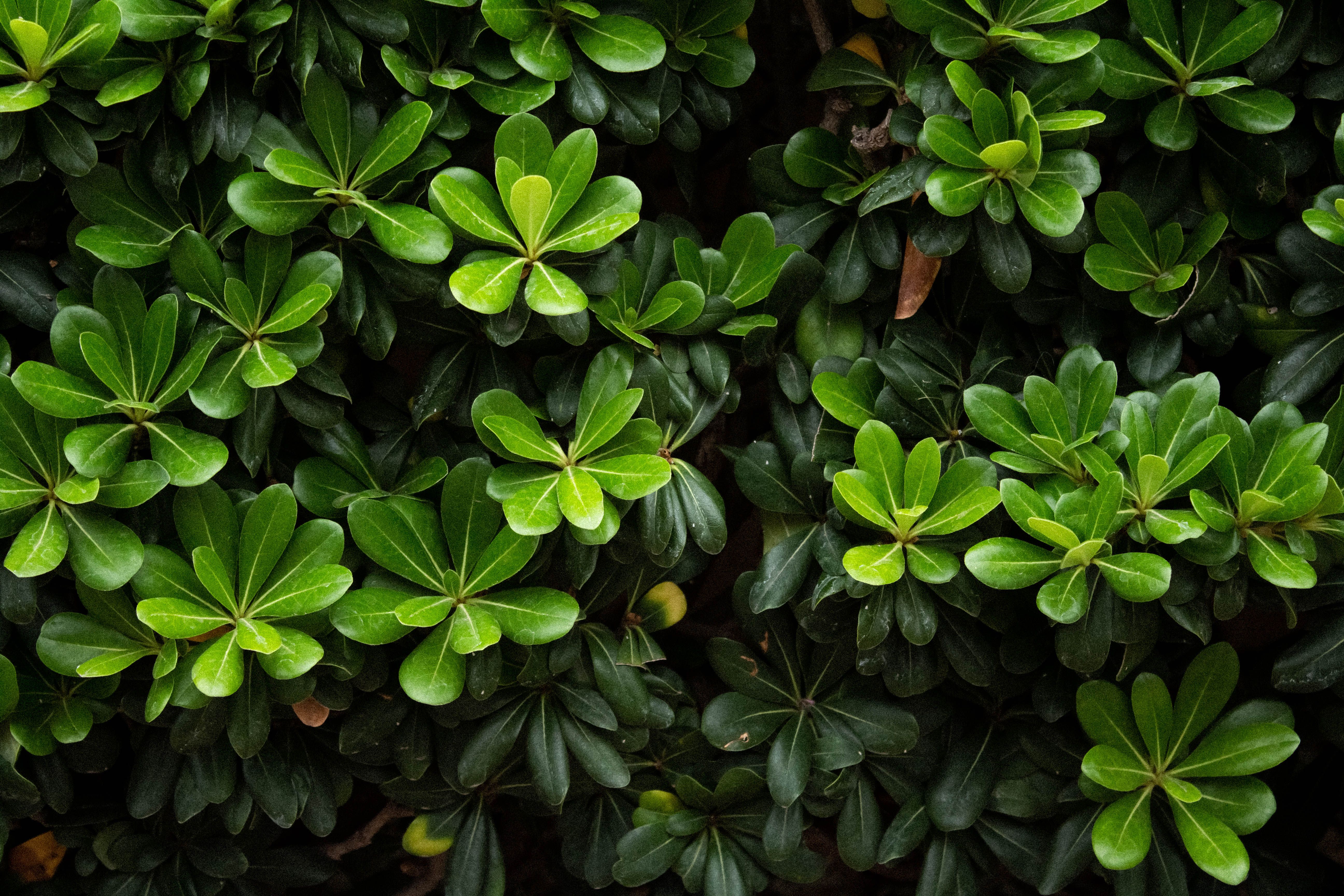 Diente De Leon Plant Photos, Download The BEST Free Diente De Leon ...