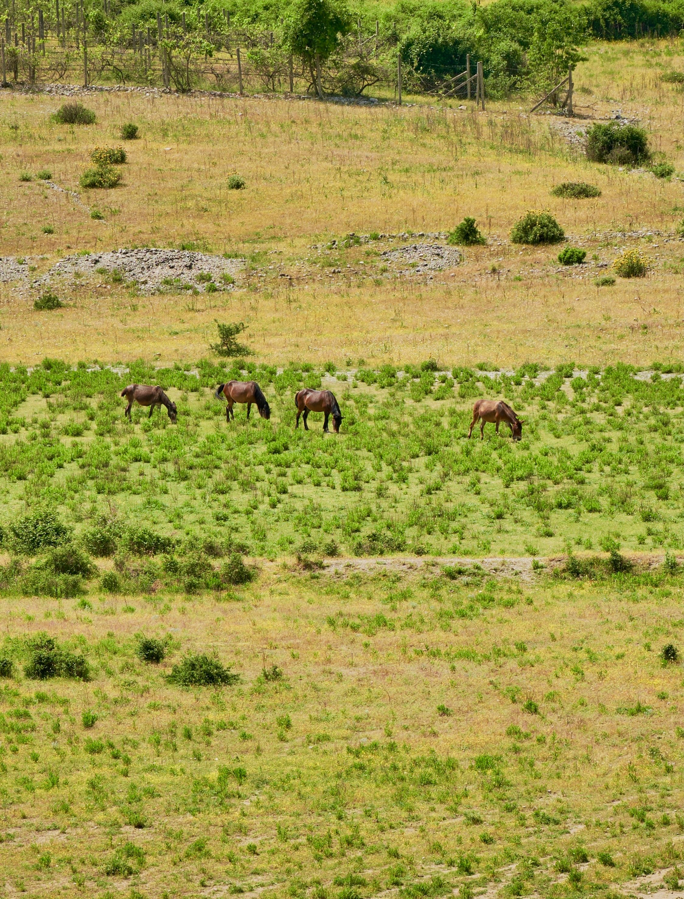 A group of horses grazing in a field · Free Stock Photo