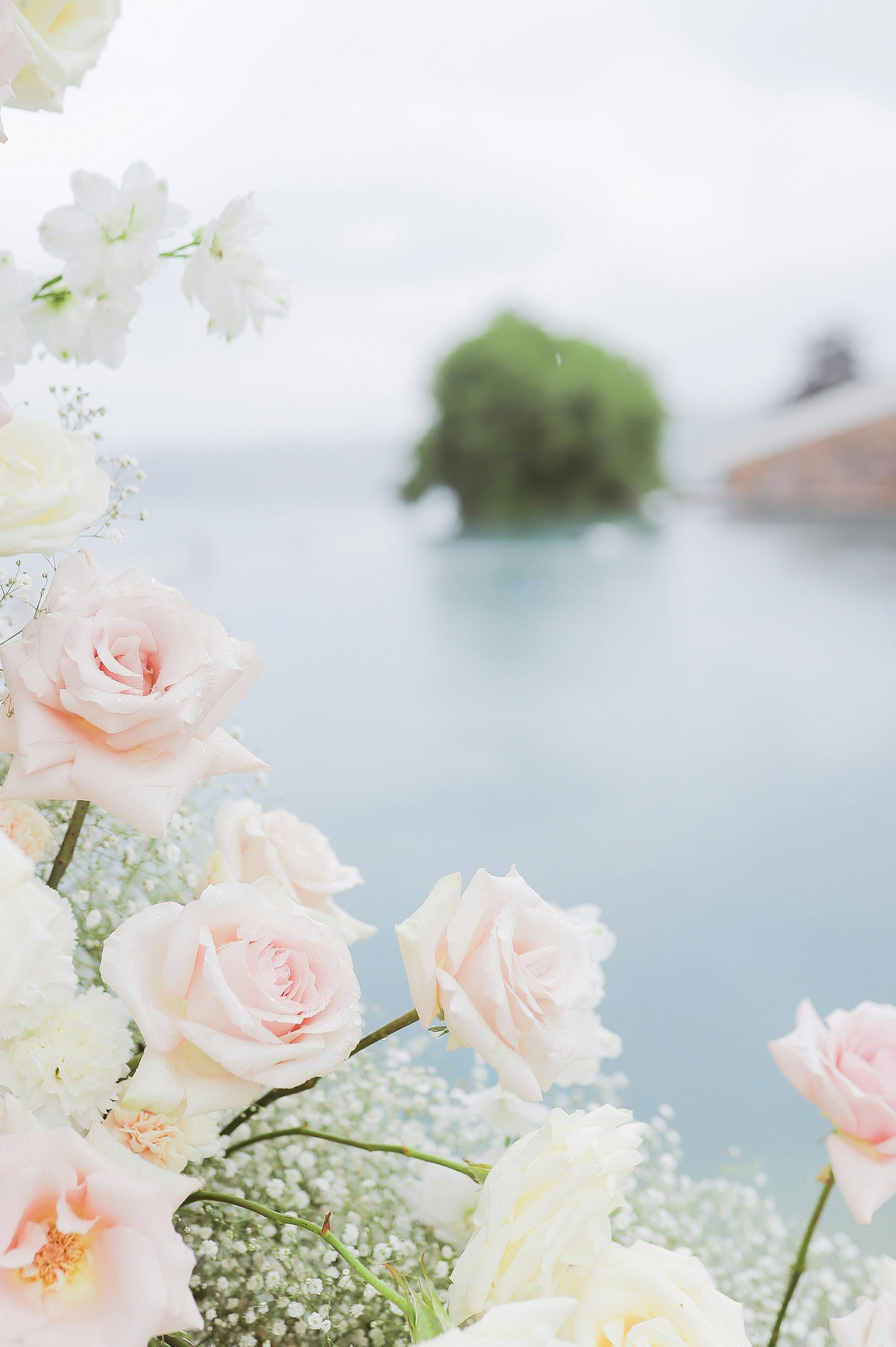 Liste De Roses Photos, Download The BEST Free Liste De Roses Stock ...