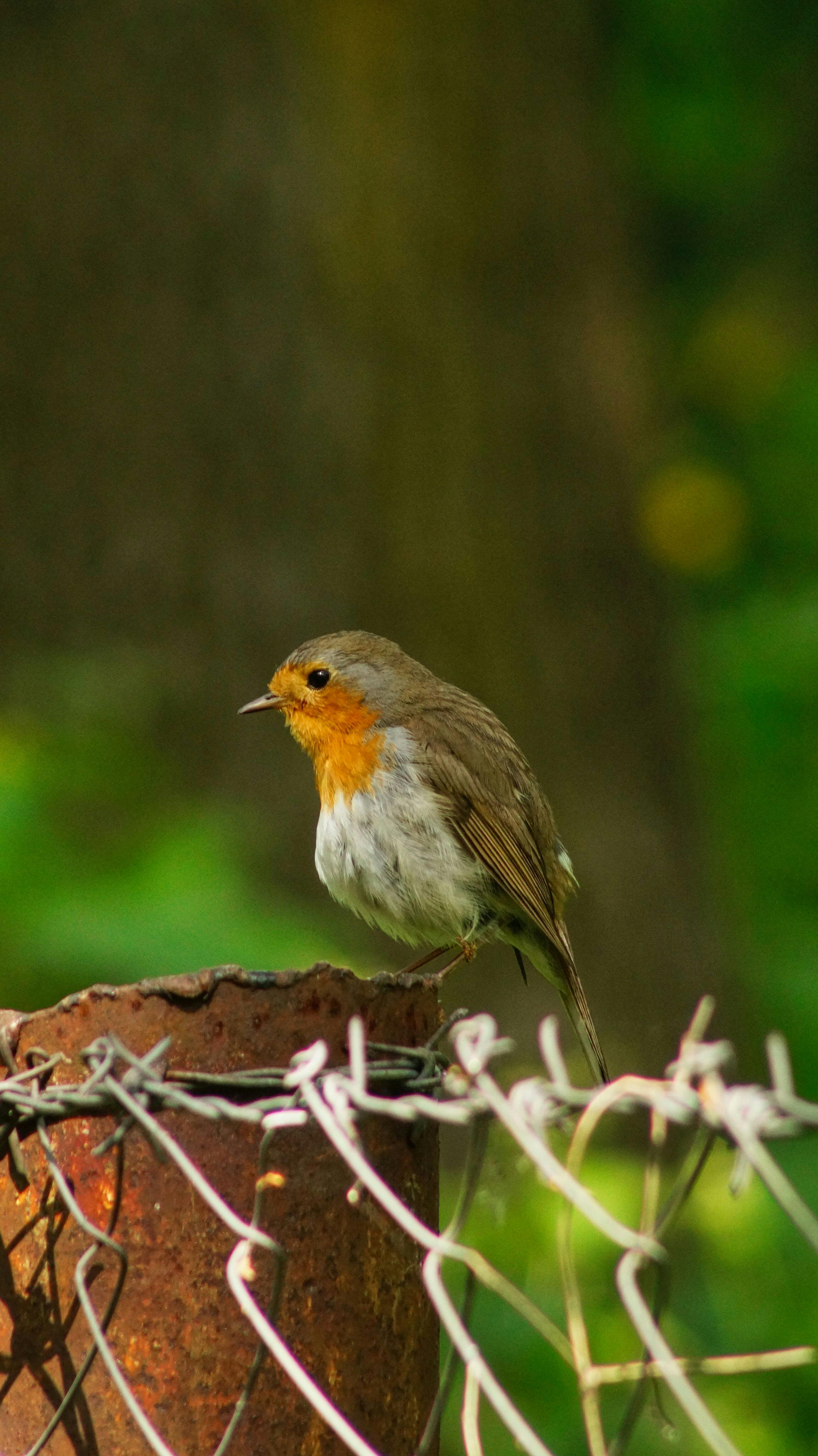 Robin Photos, Download The BEST Free Robin Stock Photos & HD Images