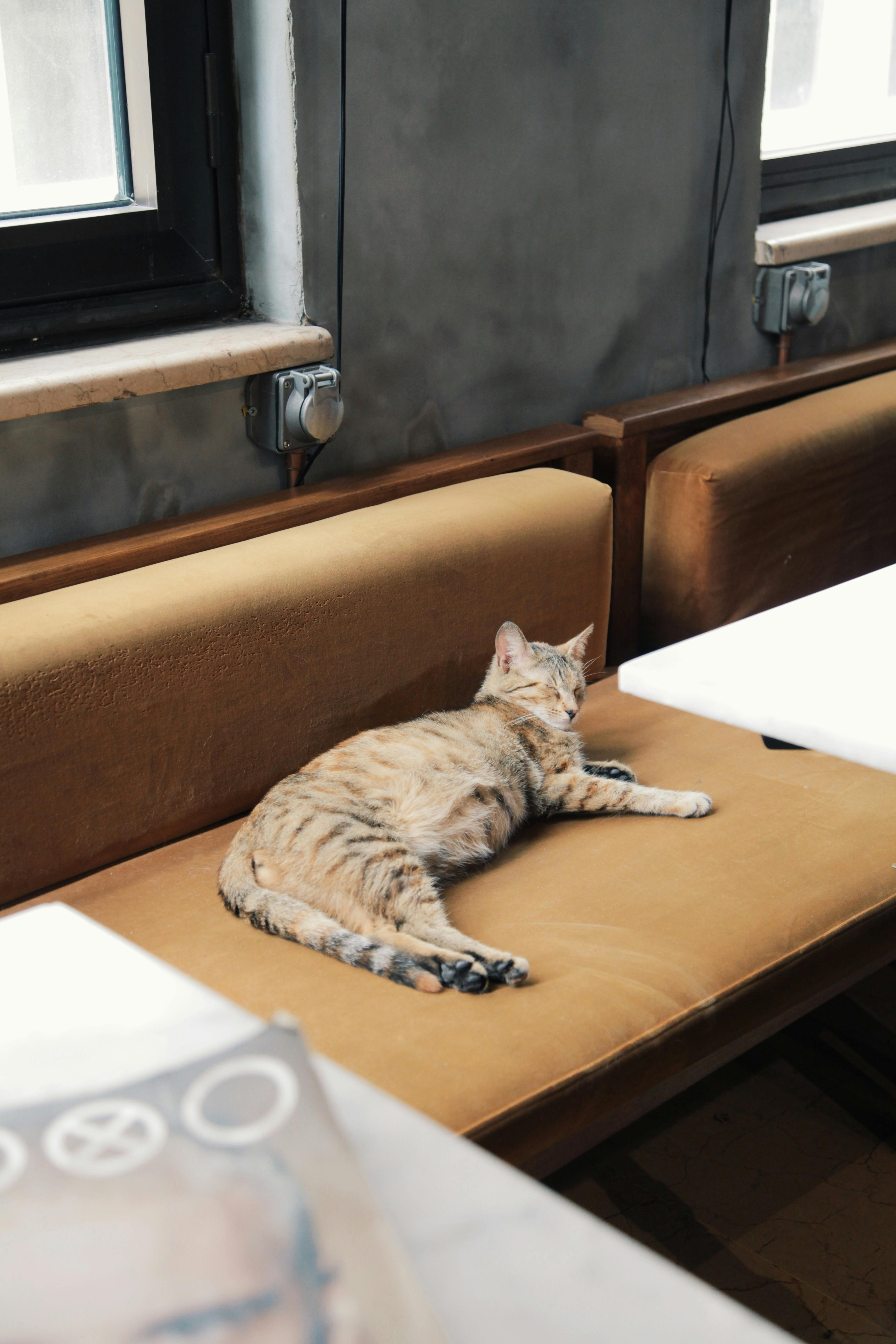 Tangled Lies And Sunday Sunlight Photos, Download The BEST Free Tangled ...