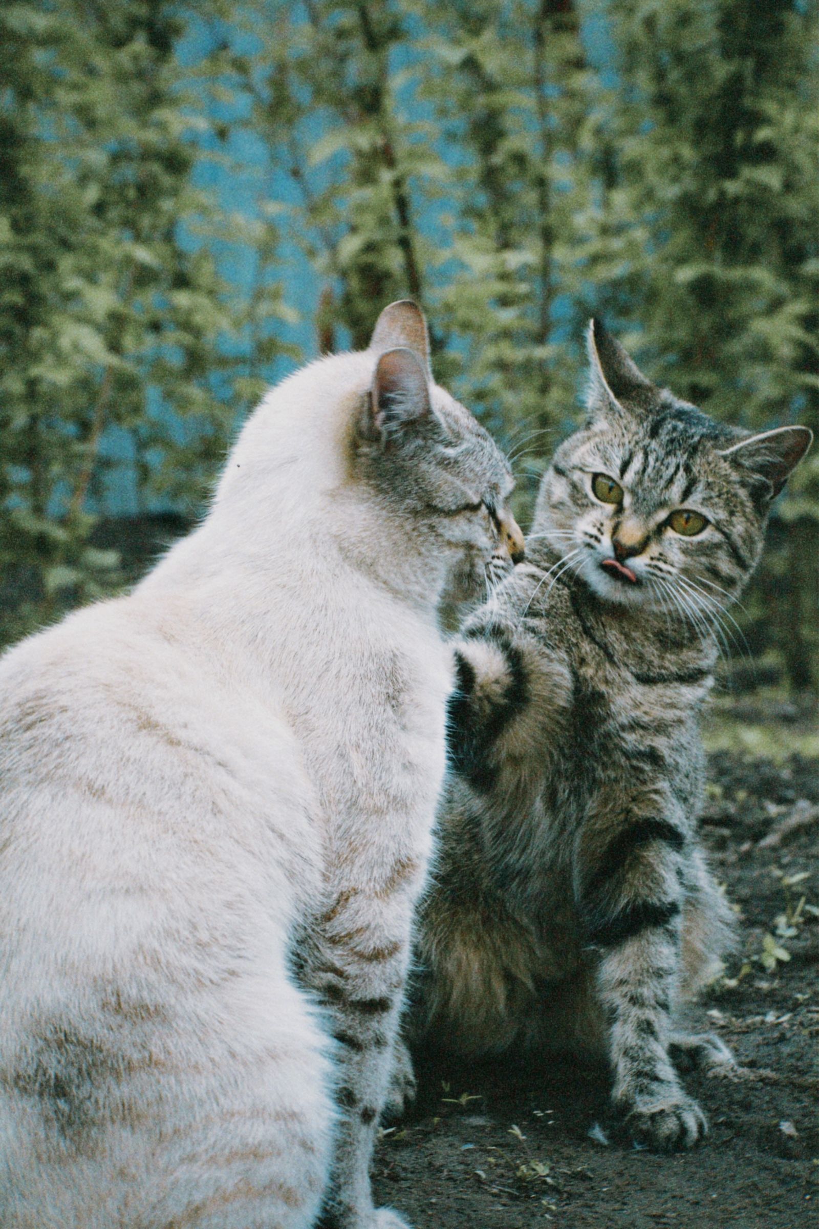Cat Reaction Photos, Download The BEST Free Cat Reaction Stock Photos ...