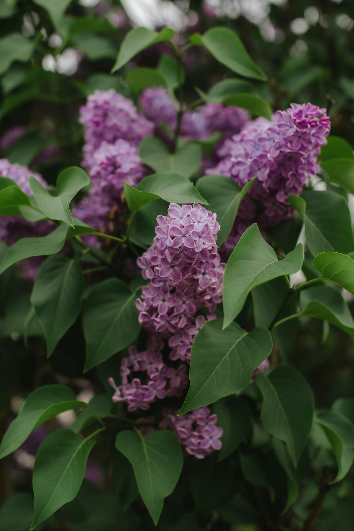 Lilacs Photos, Download The BEST Free Lilacs Stock Photos & HD Images
