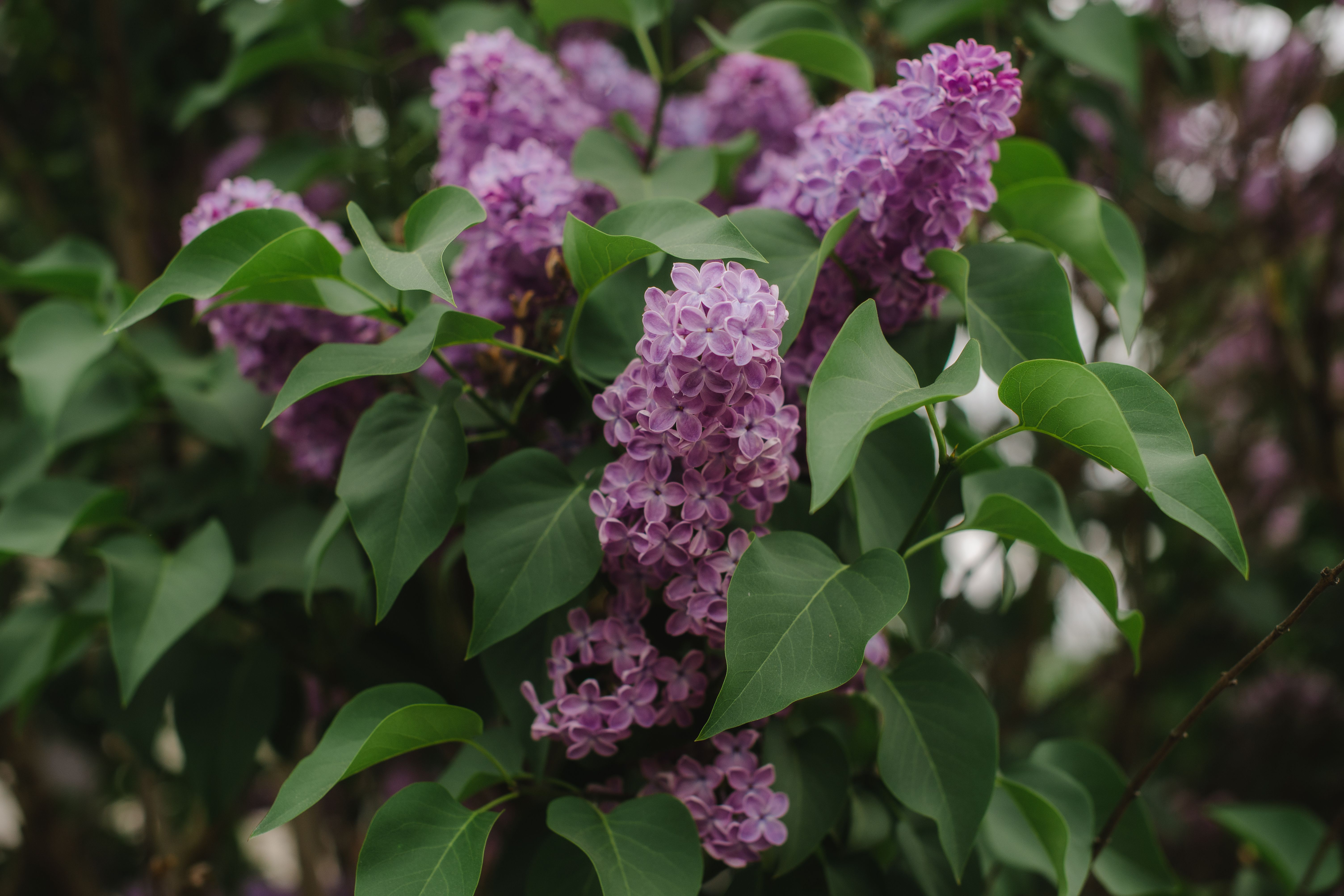 Close-up of Purple Lilac Flowers · Free Stock Photo
