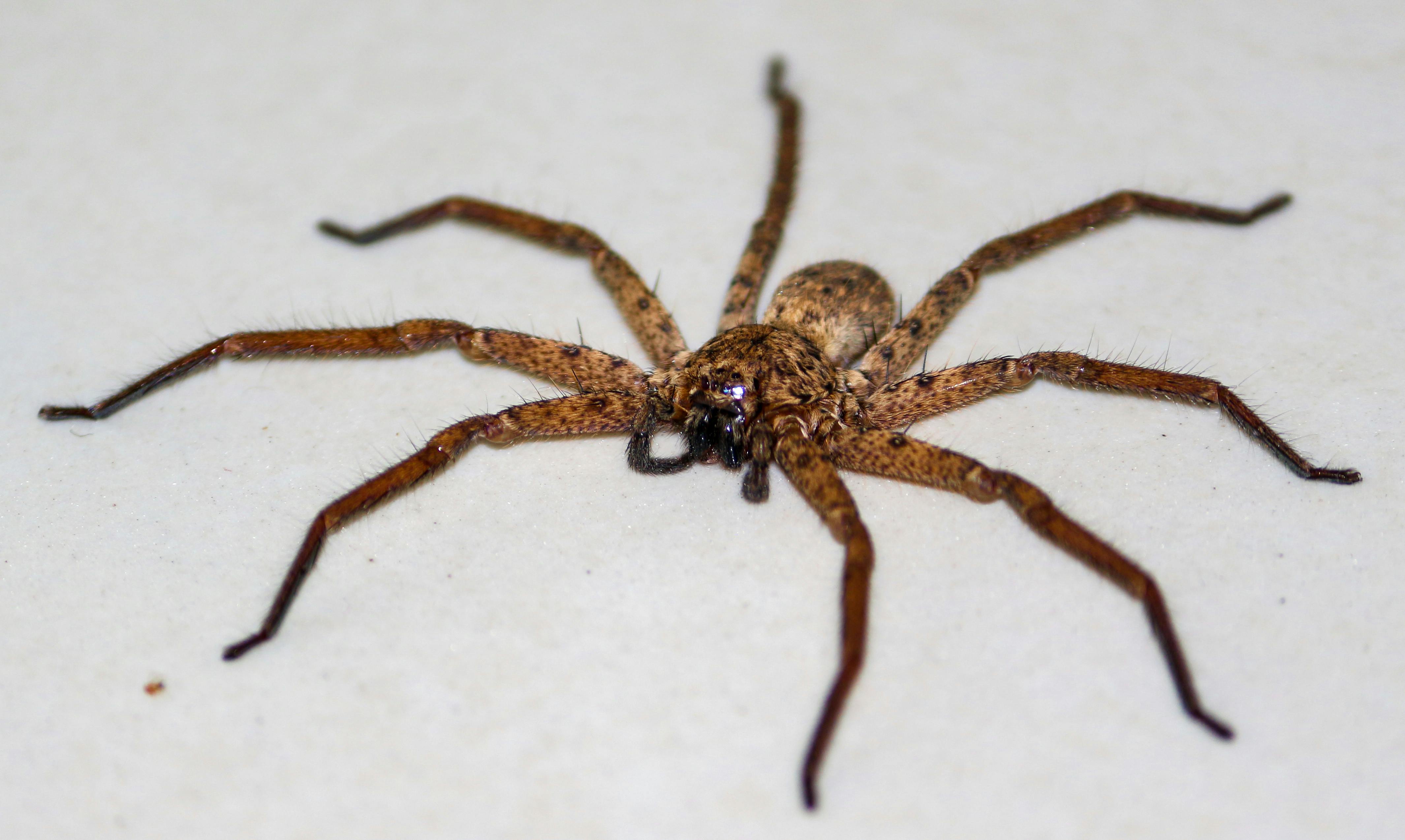 Spyder 5 Photos & Videos Collected by RonaK PitambeR ChoudharY