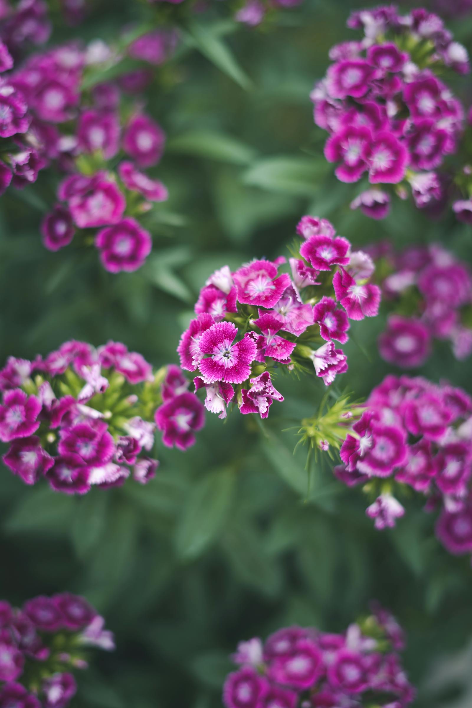 Sweet William Flowers Photos, Download The BEST Free Sweet William ...