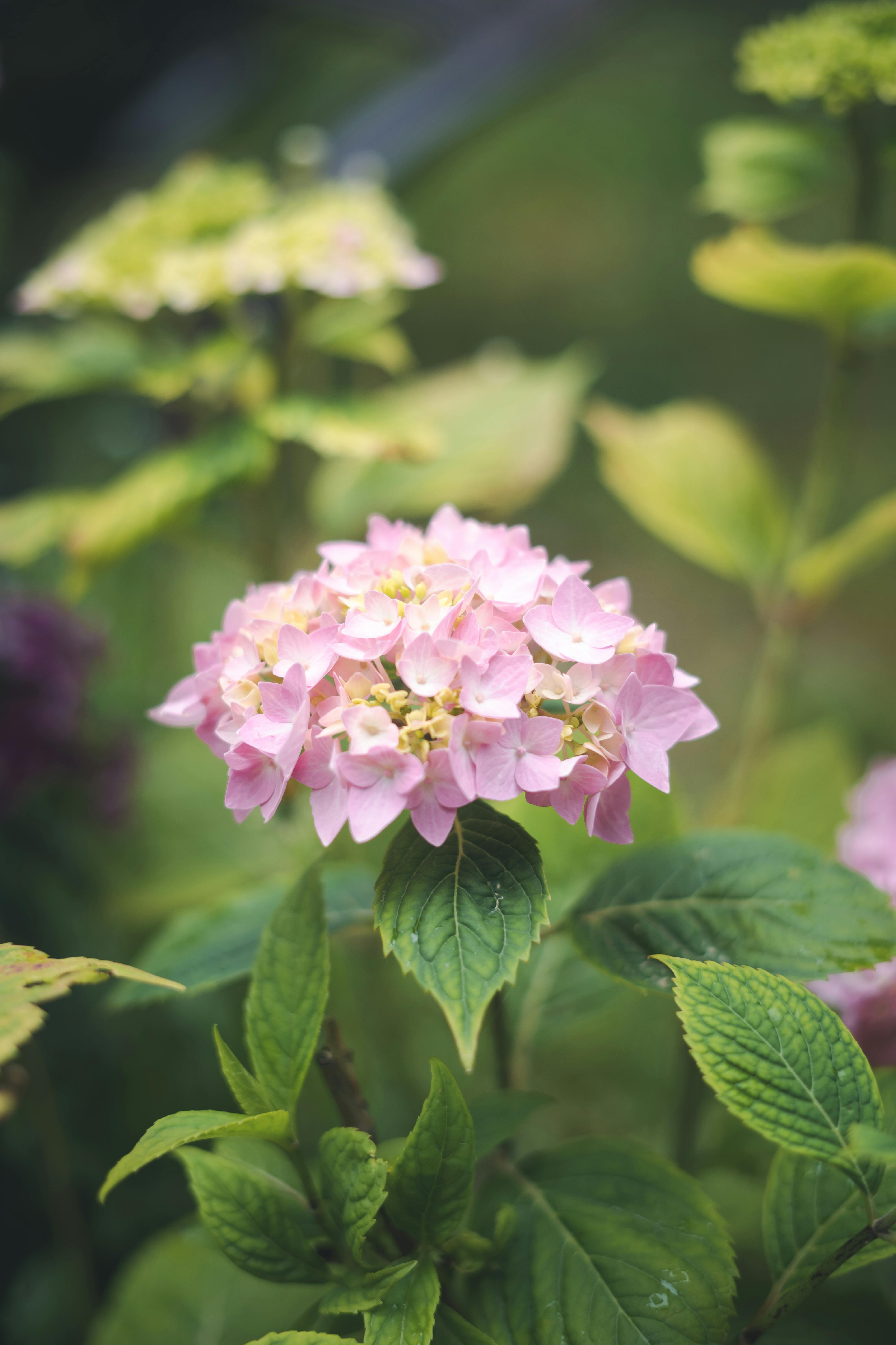 Pink Hydrangea Desktop Wallpaper Photos, Download The BEST Free Pink ...