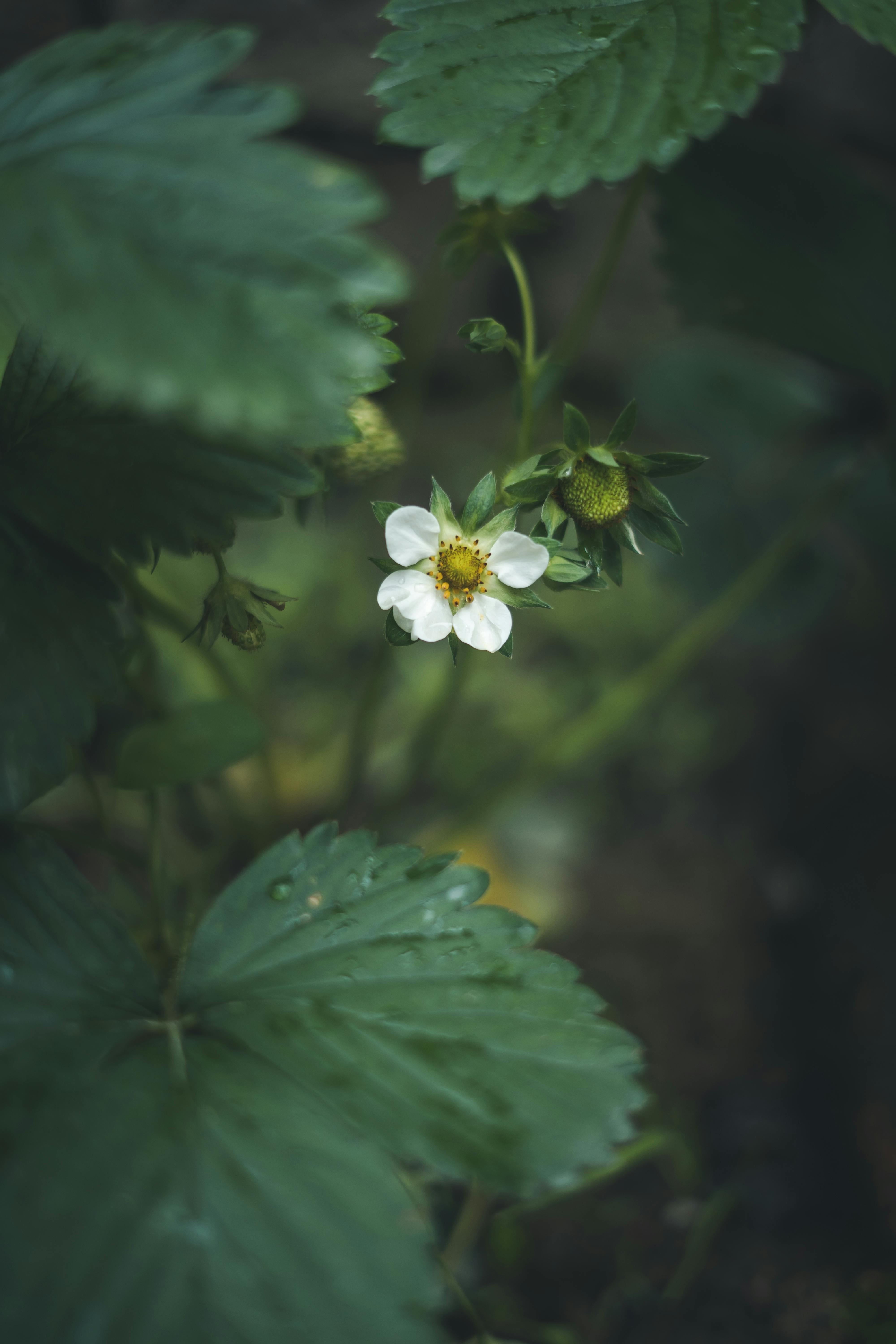 Strawberry Plant Botanical Photos, Download The BEST Free Strawberry ...