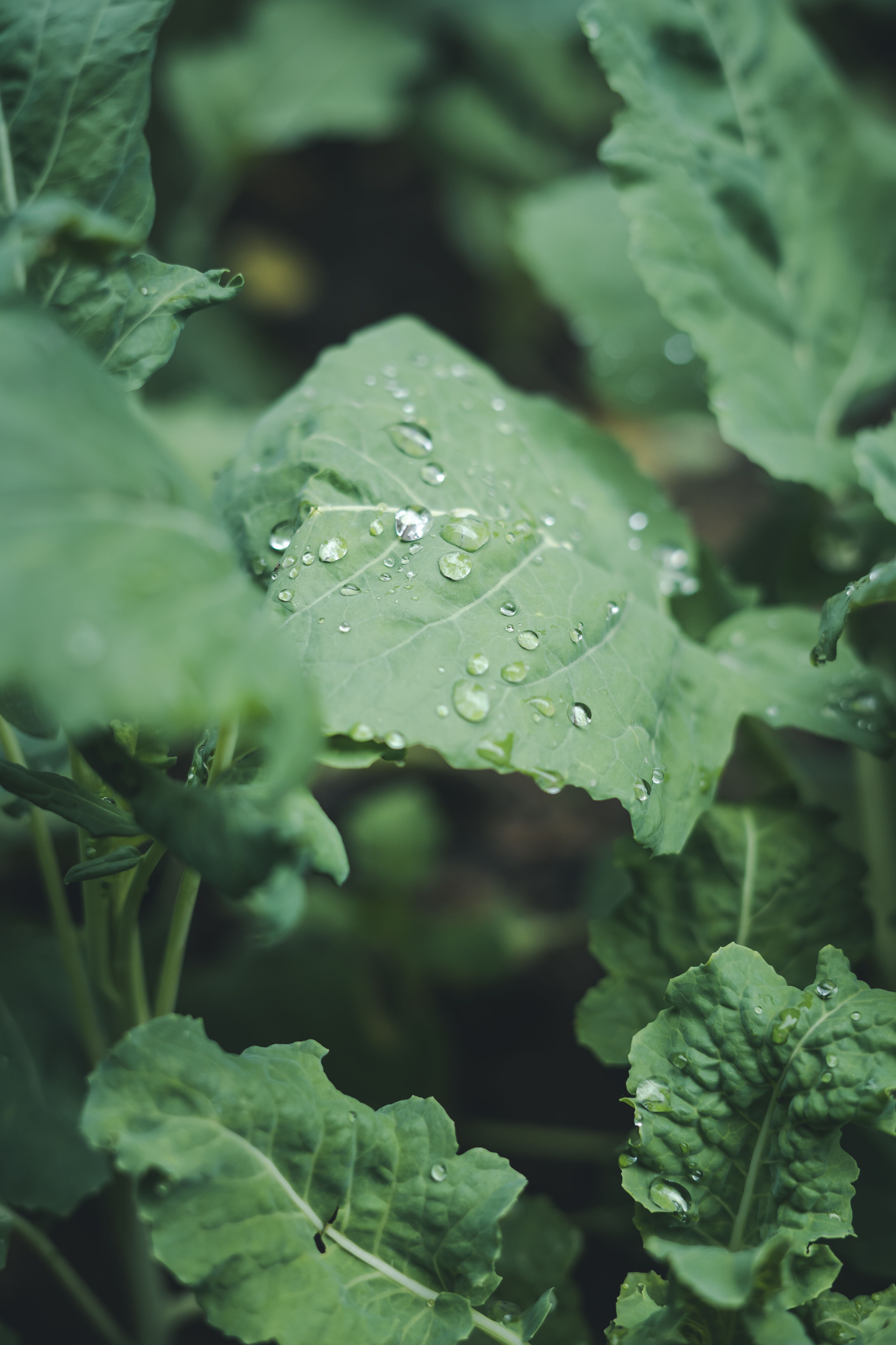 droplets · Free Stock Photo