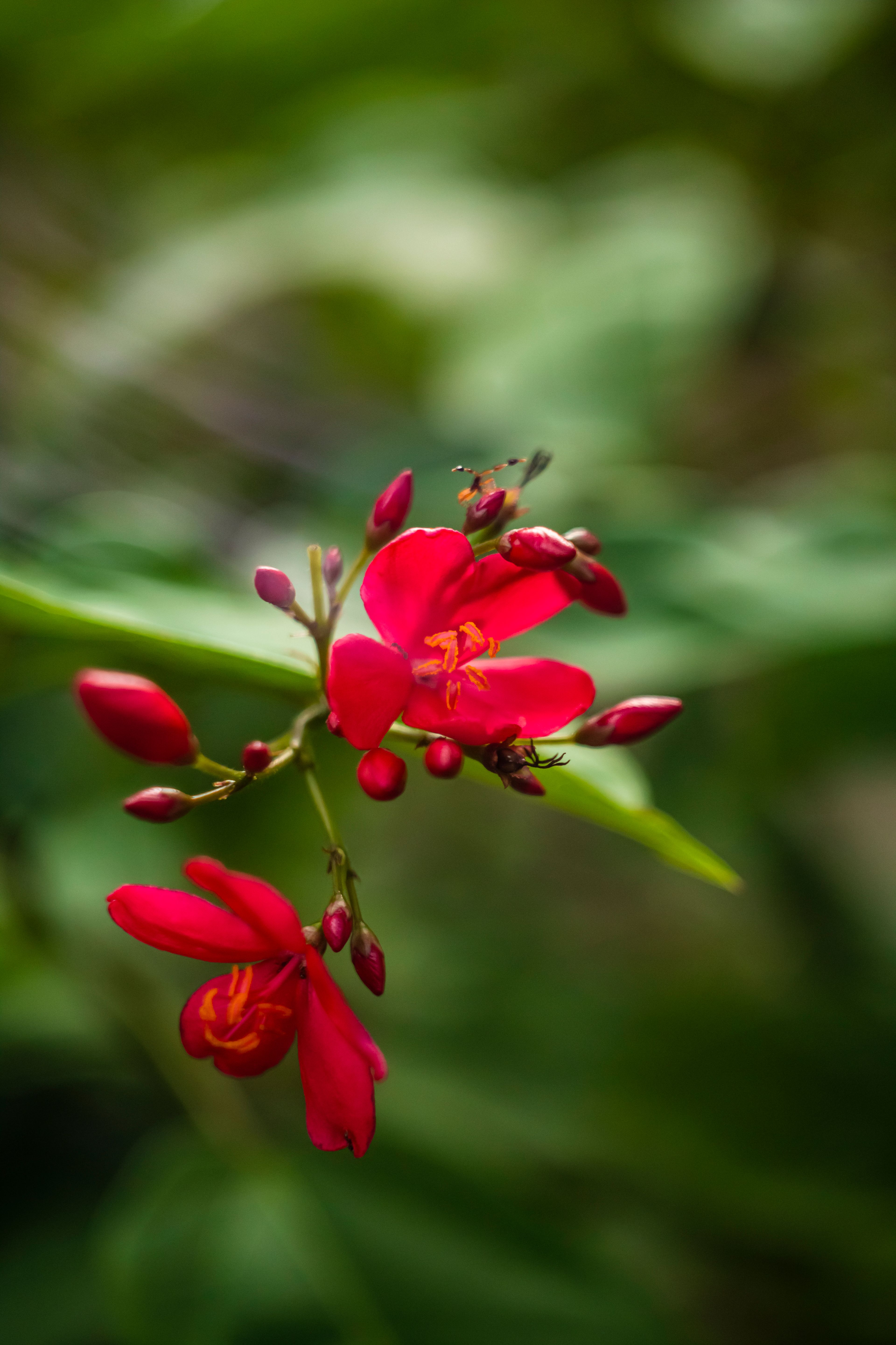 Selective Focus Photography of Flower Buds · Free Stock Photo