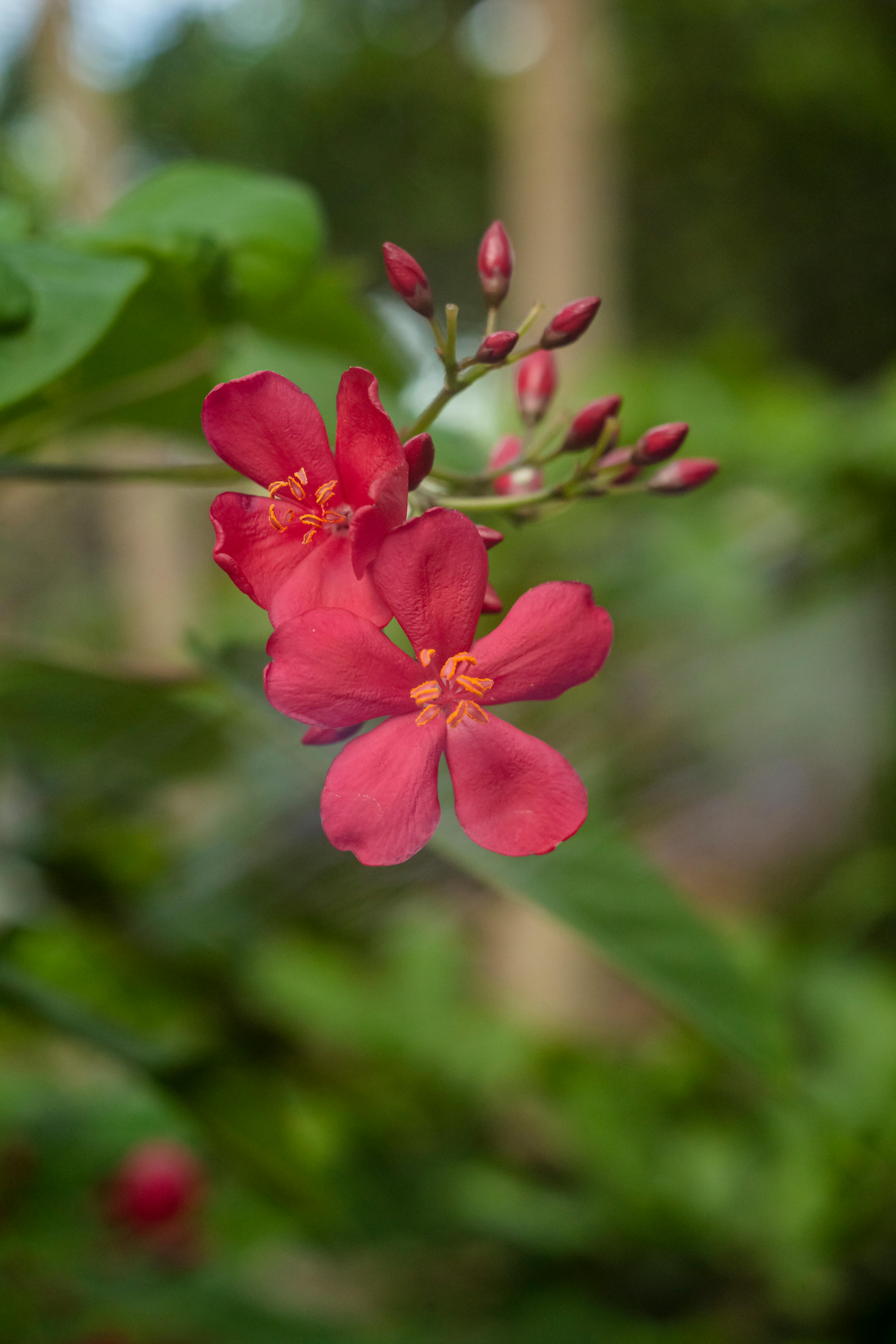 Close-up of Pink Peregrina Flowers · Free Stock Photo