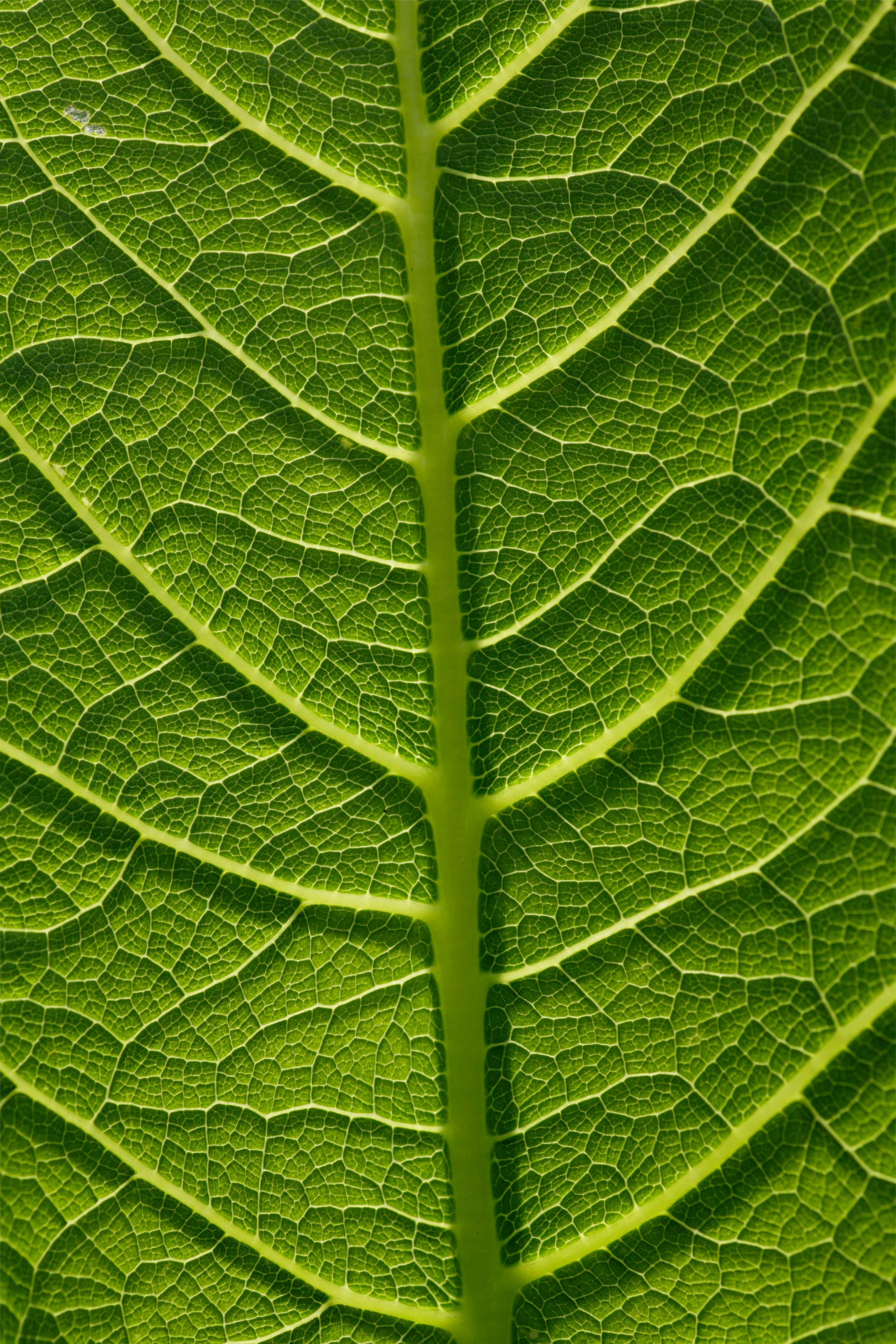 Leaf Extreme Closeup · Free Stock Photo