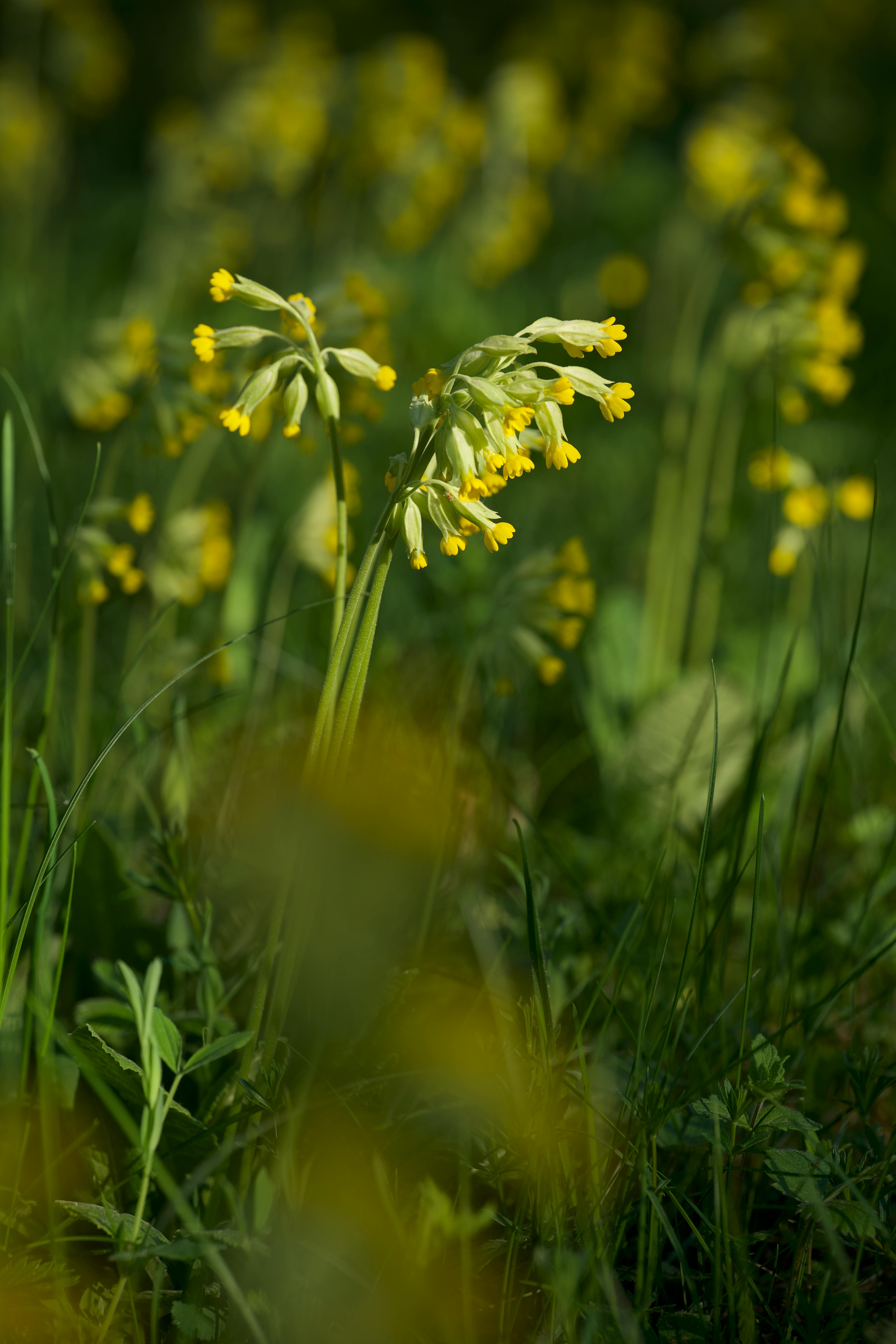 Cowslip Photos, Download The BEST Free Cowslip Stock Photos & HD Images