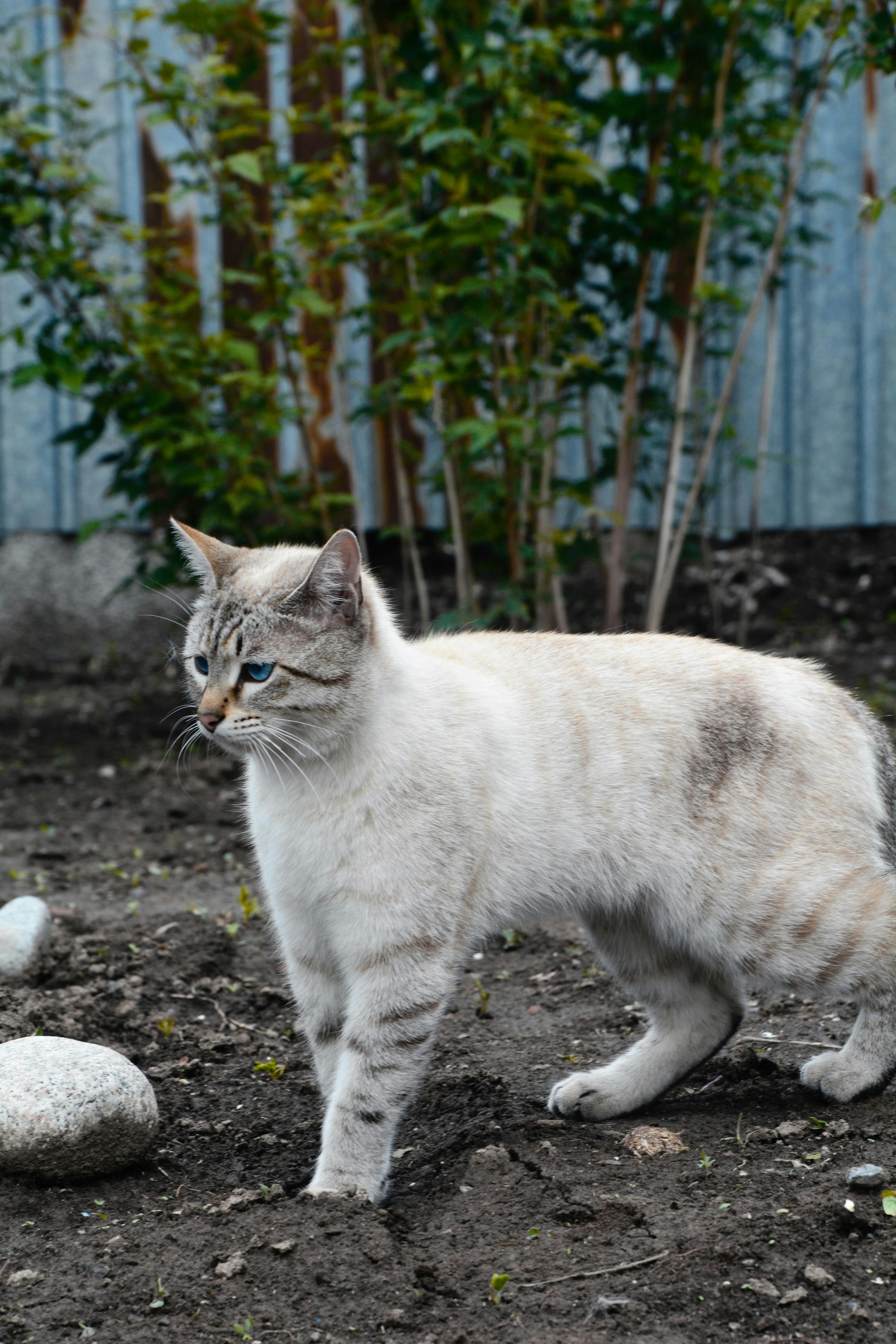Cute White Cat Running on a Yard · Free Stock Photo