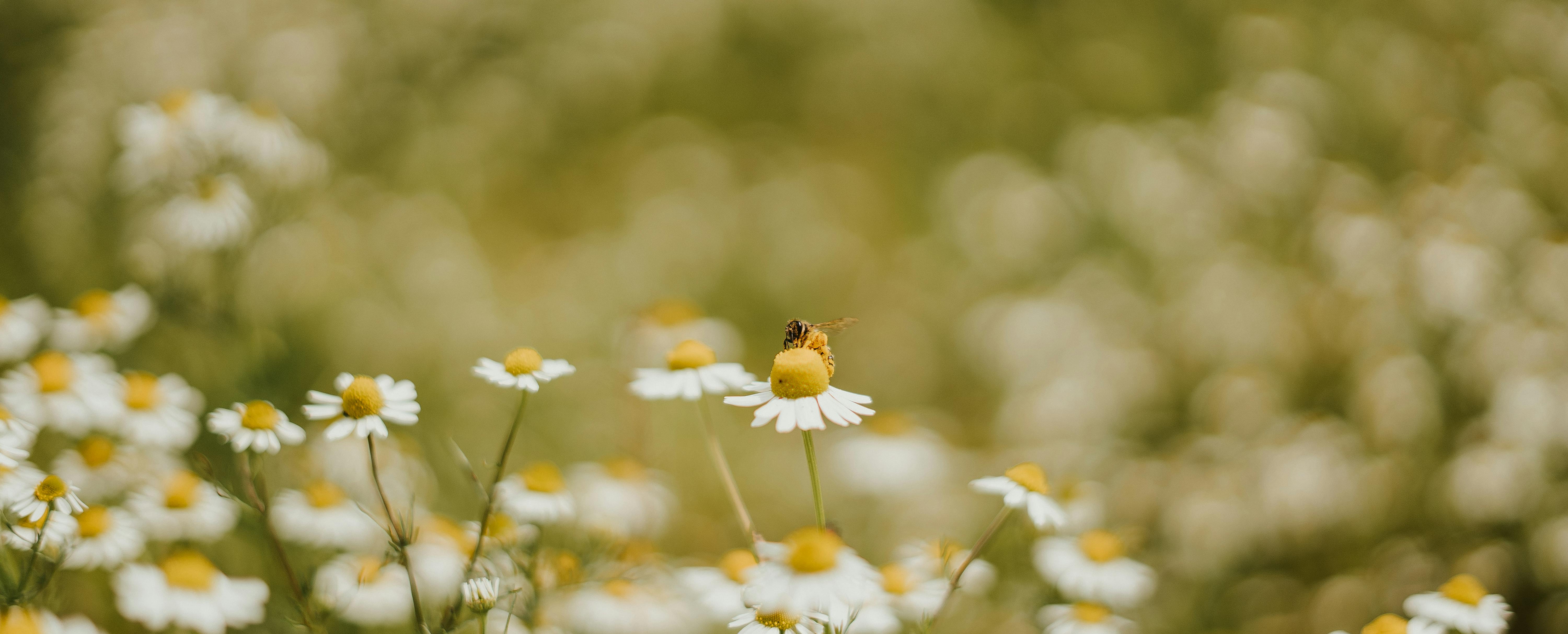 Close-up of a Bee on hte Flowers · Free Stock Photo