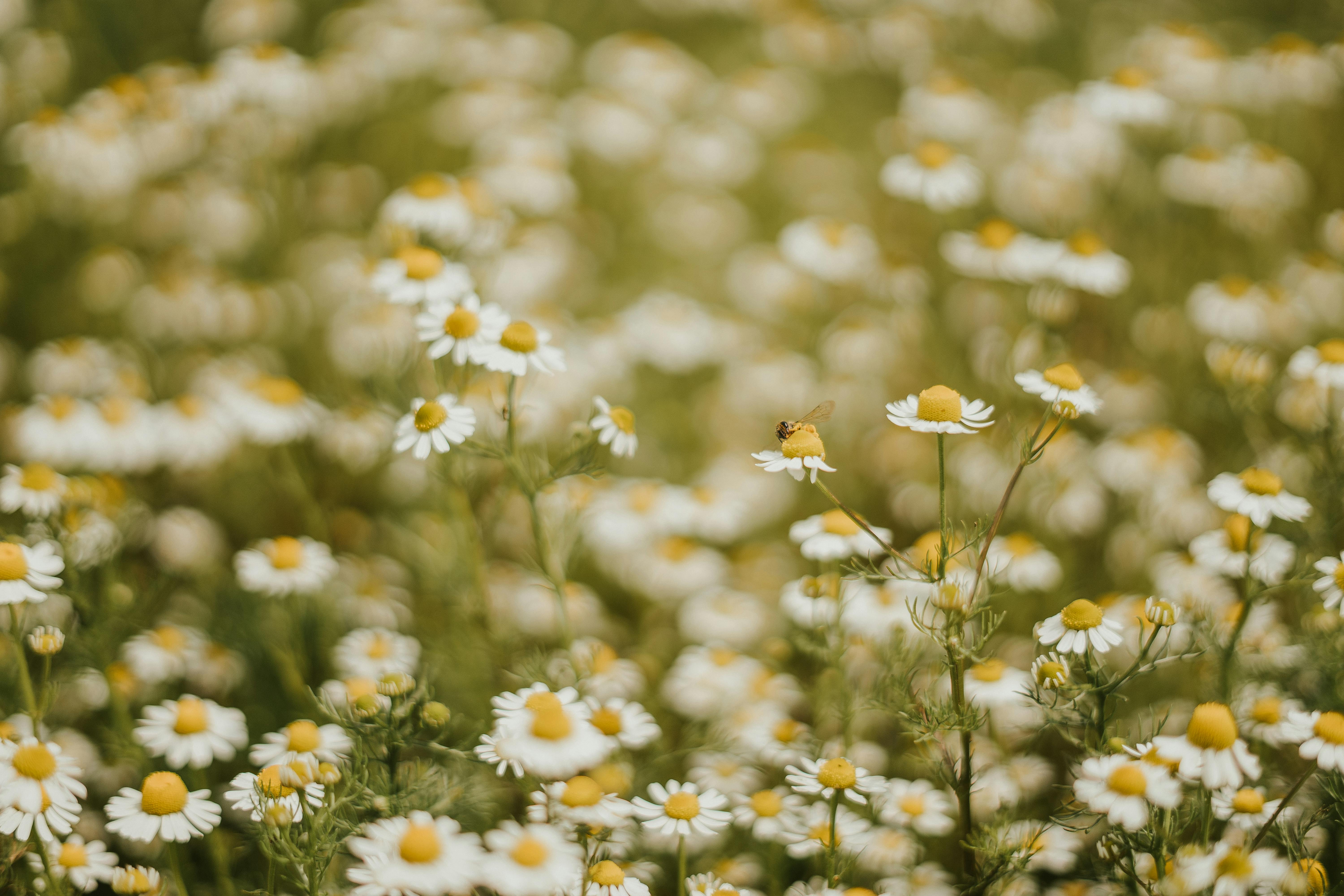 Nectar Plant Photos, Download The BEST Free Nectar Plant Stock Photos ...