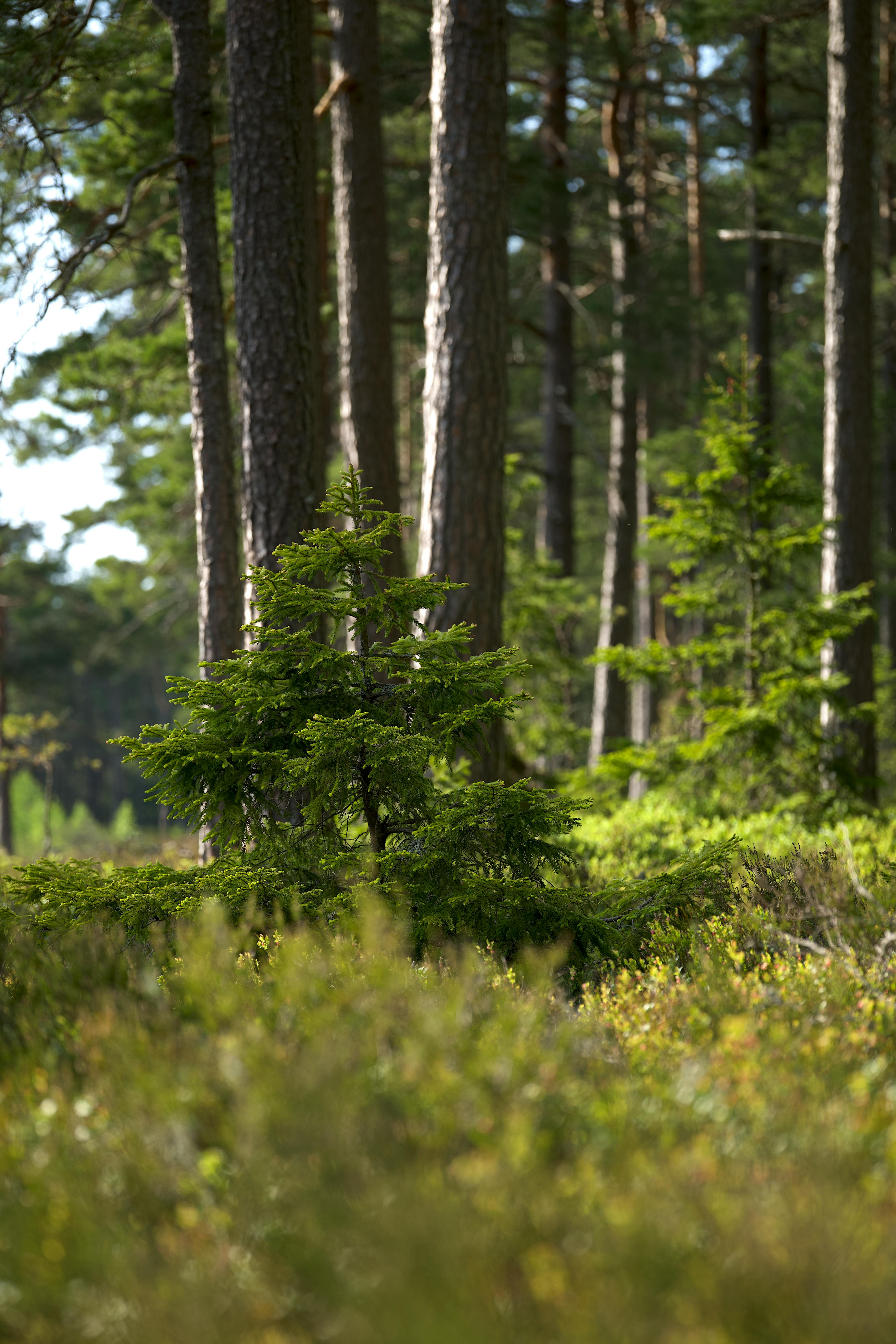 Small Evergreen Trees in Forest · Free Stock Photo