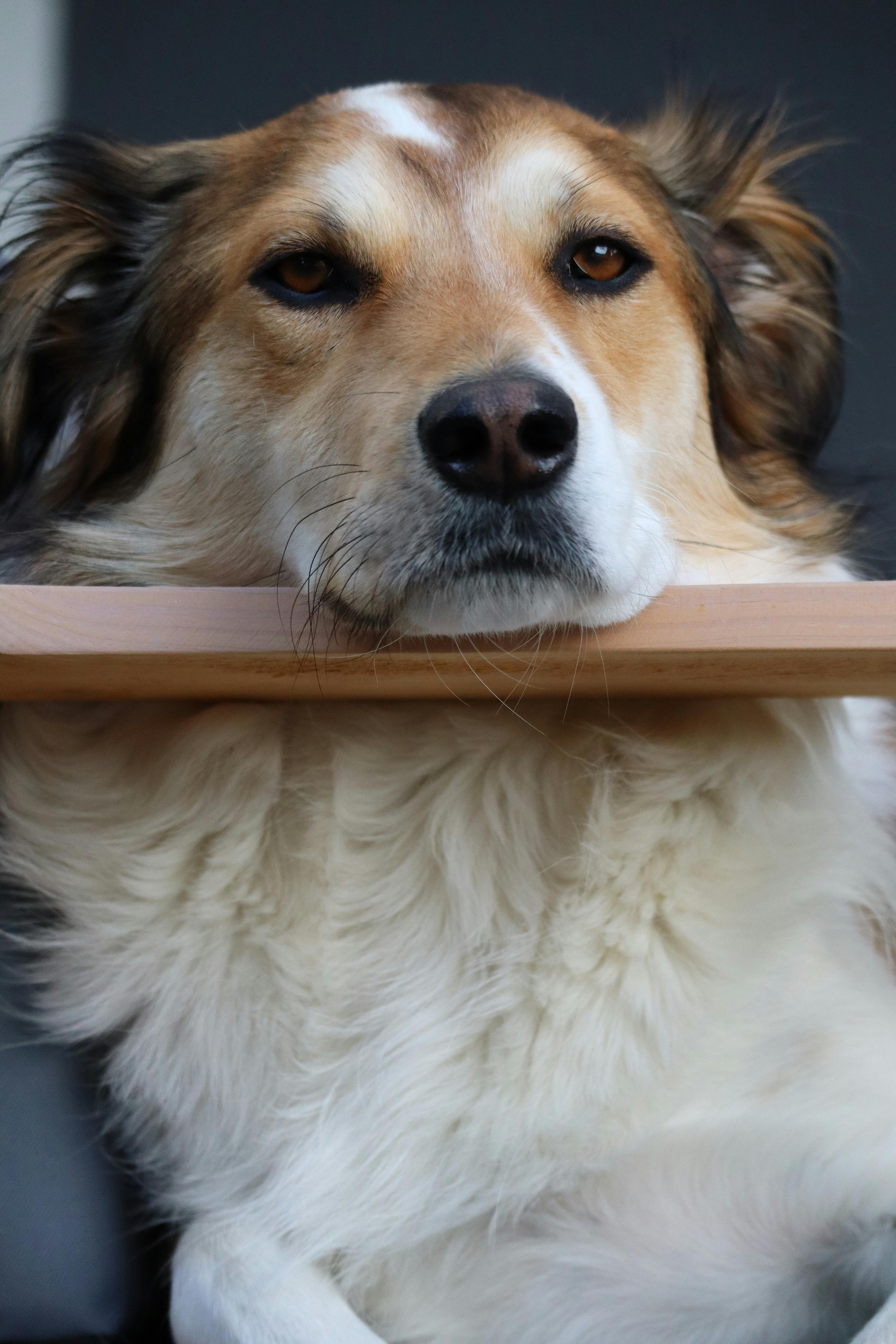 Pet Portrait Photos, Download The BEST Free Pet Portrait Stock Photos ...